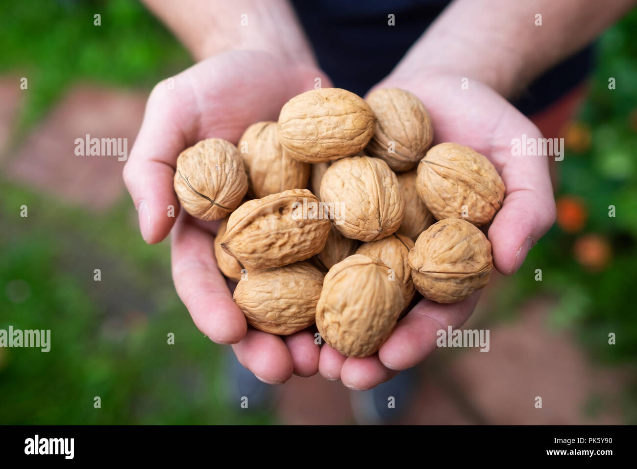Walnuts in the palm hi-res stock photography and images - Alamy