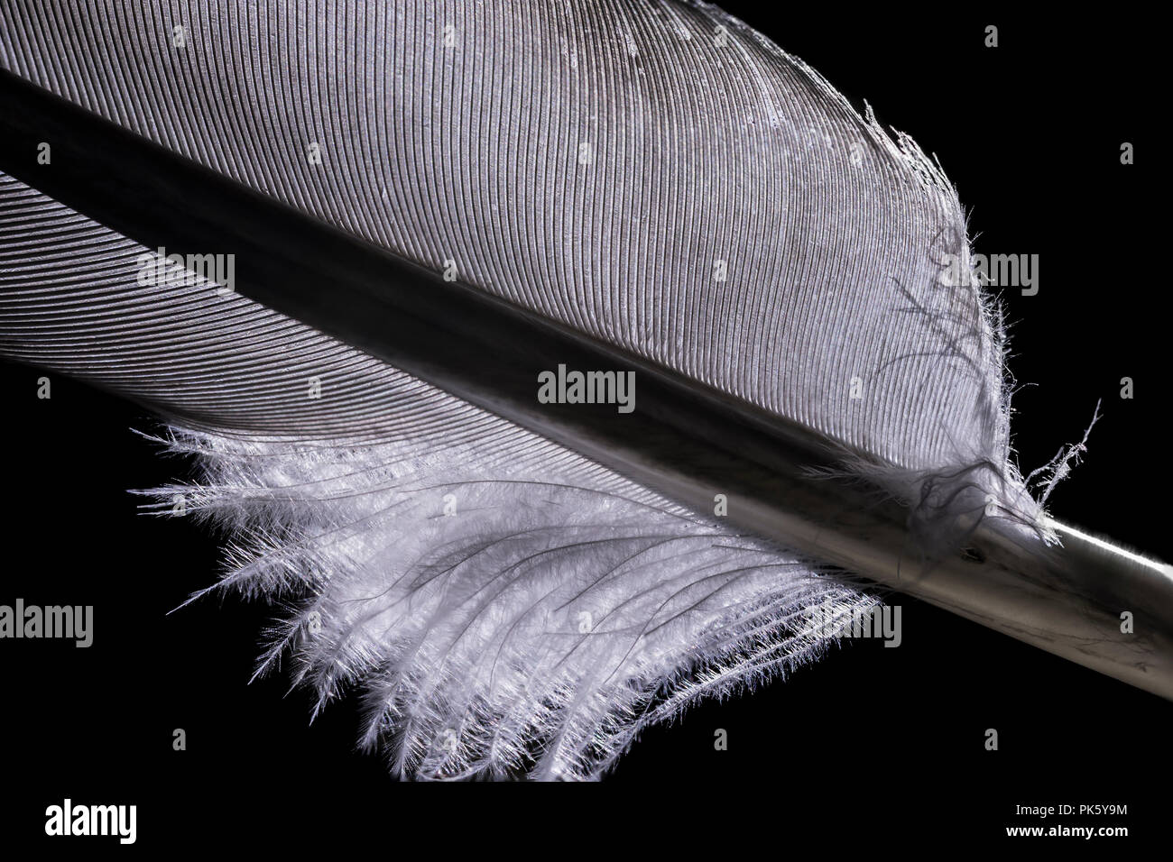 Closeup of birds hi-res stock photography and images - Alamy