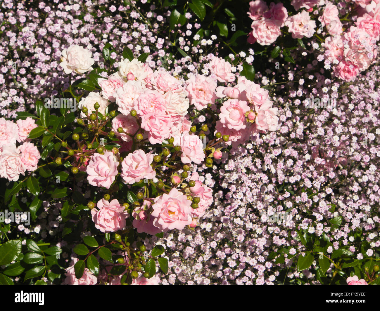 Gypsophila paniculate hi-res stock photography and images - Alamy