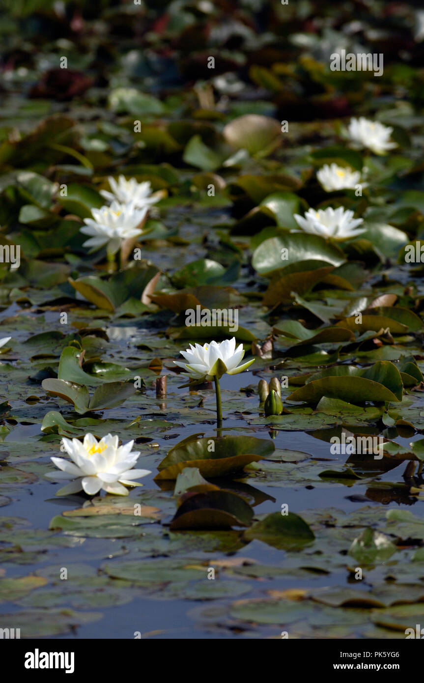 Fire Lilly High Resolution Stock Photography and Images - Alamy