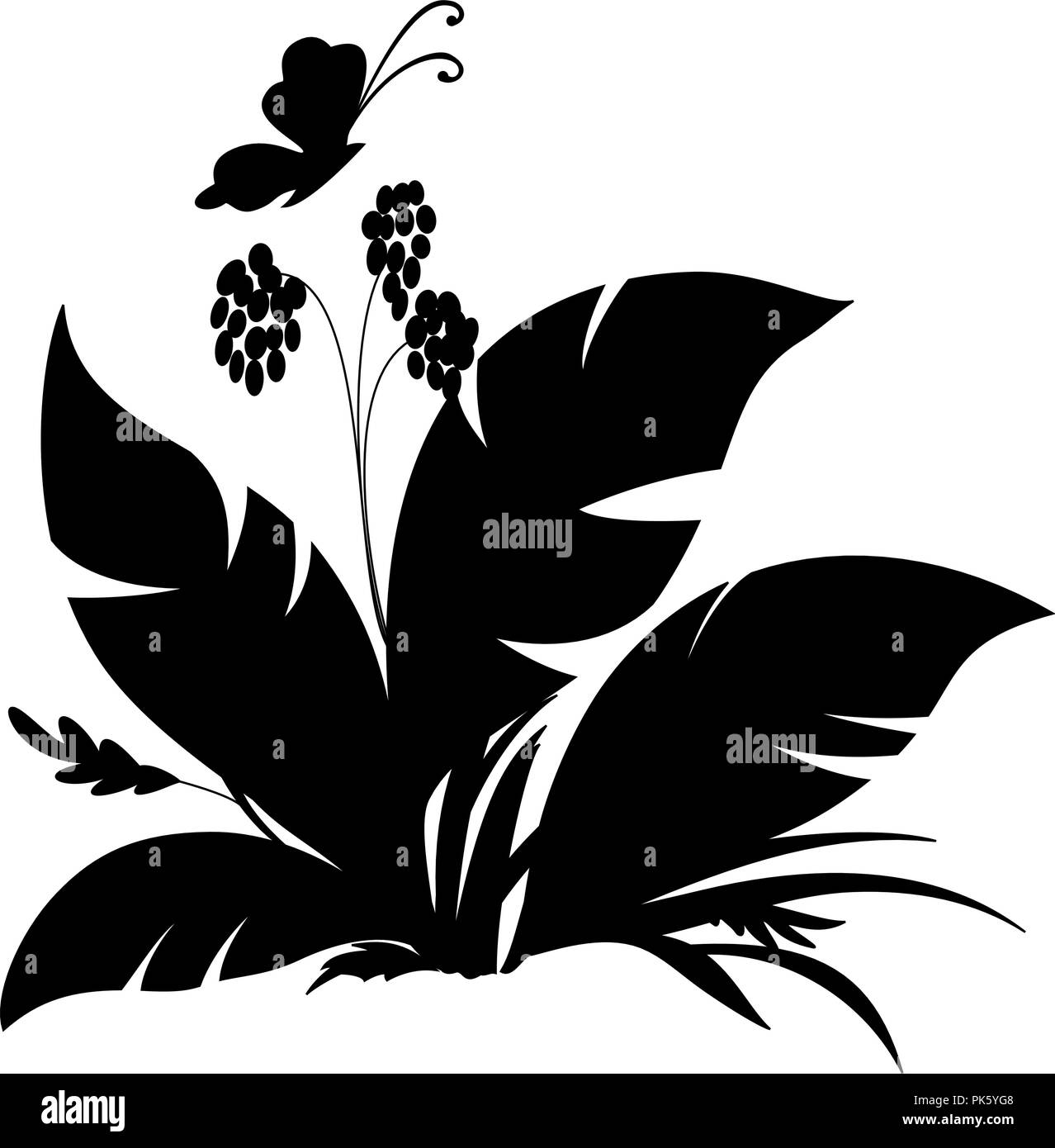 May garden plant Black and White Stock Photos & Images - Alamy