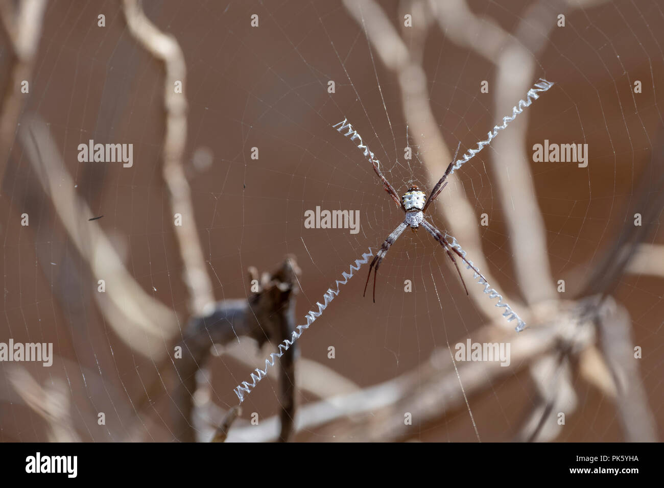 Argiope aetherea spider hi-res stock photography and images - Alamy