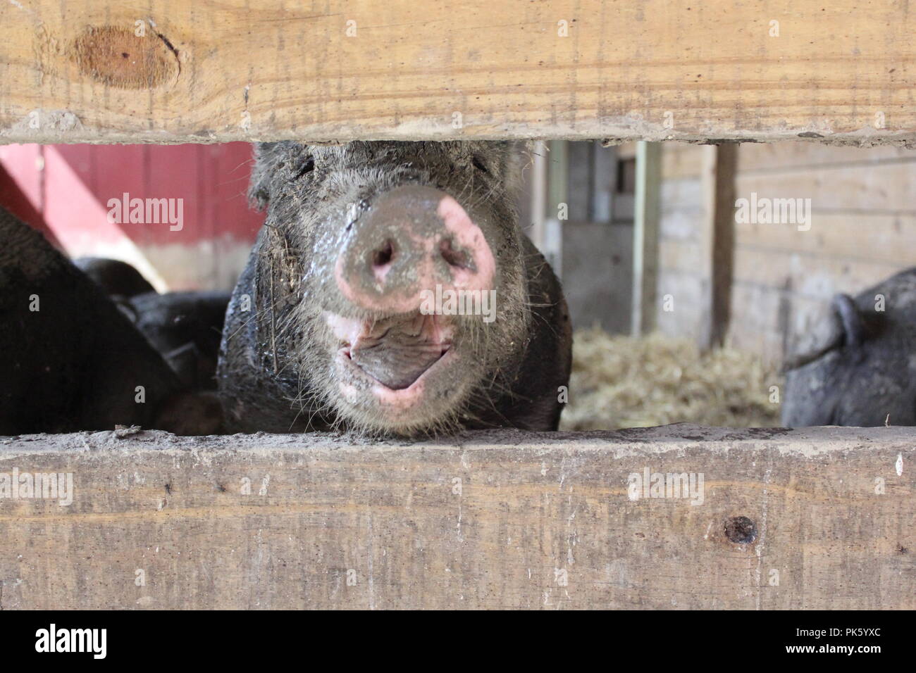 Smiling Pig Hog High Resolution Stock Photography and Images - Alamy