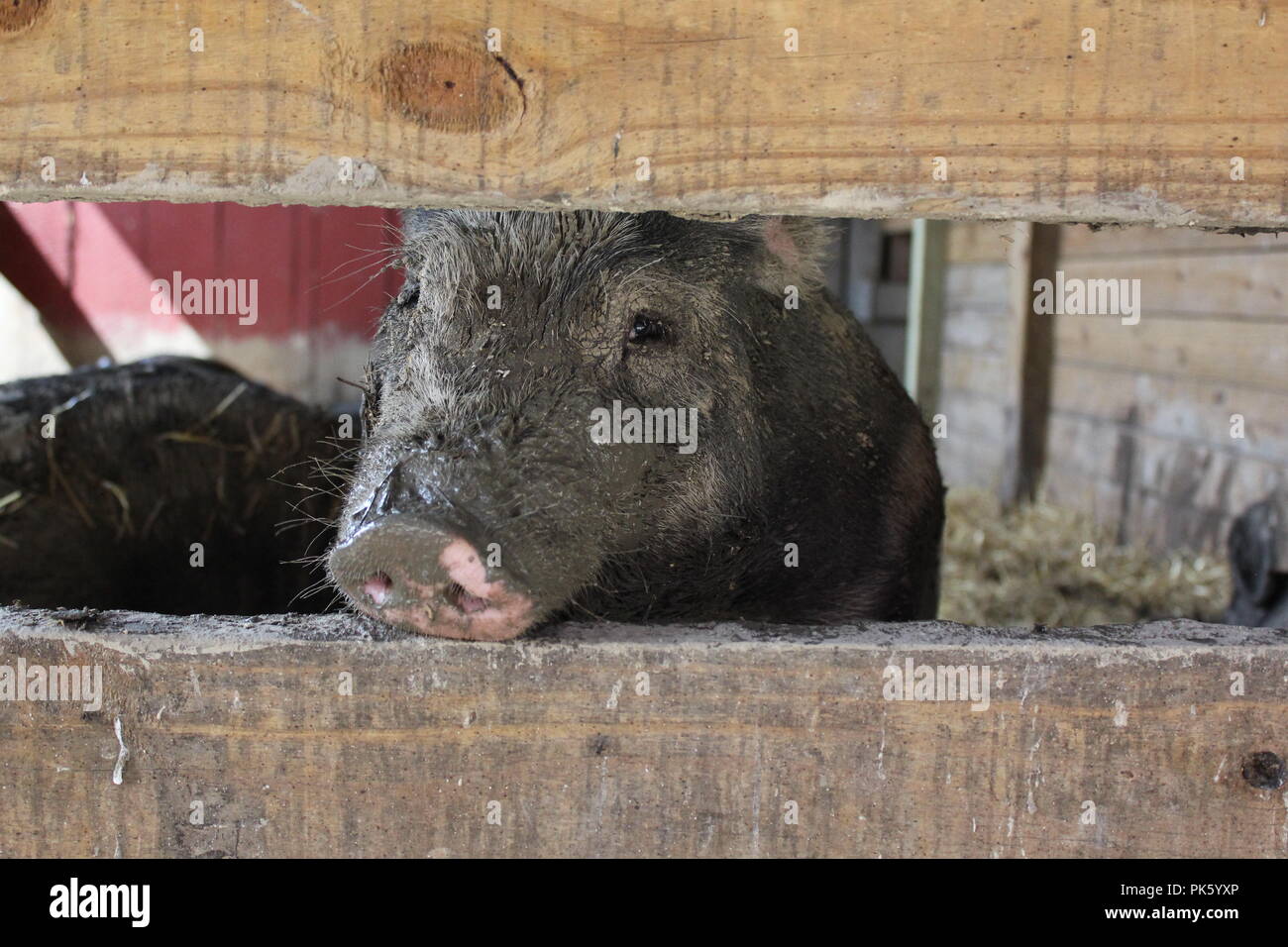 Super cute domestic pig looking out of his pig pen enclosure Stock ...