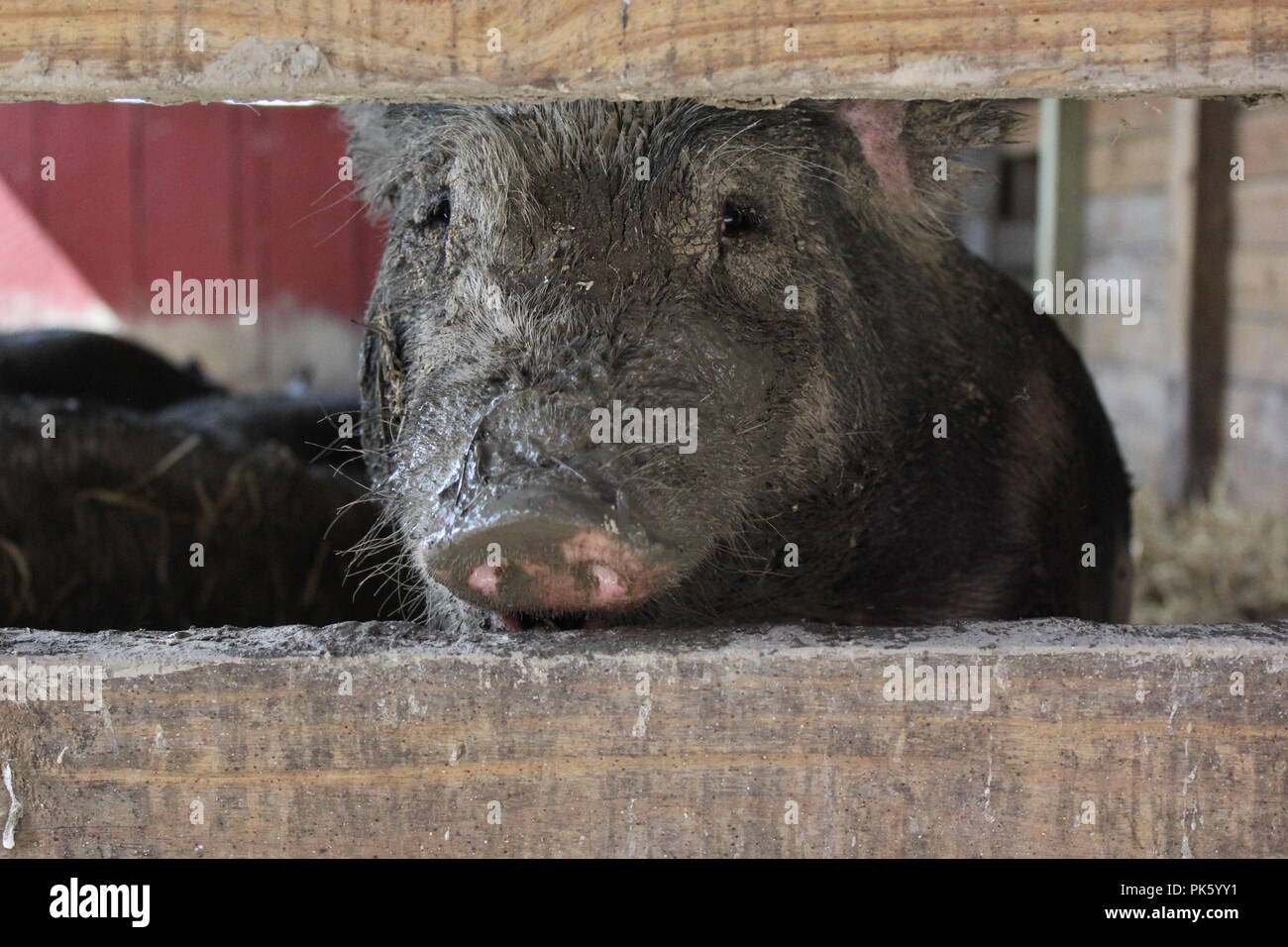 Long nose hog hi-res stock photography and images - Alamy