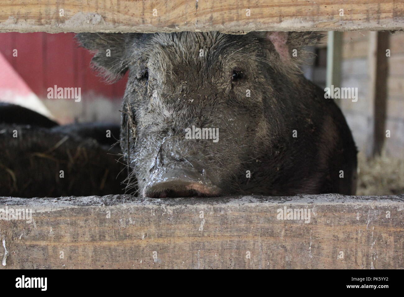 Curious and smiling domestic pig, Sus scrofa domesticus or only Sus ...