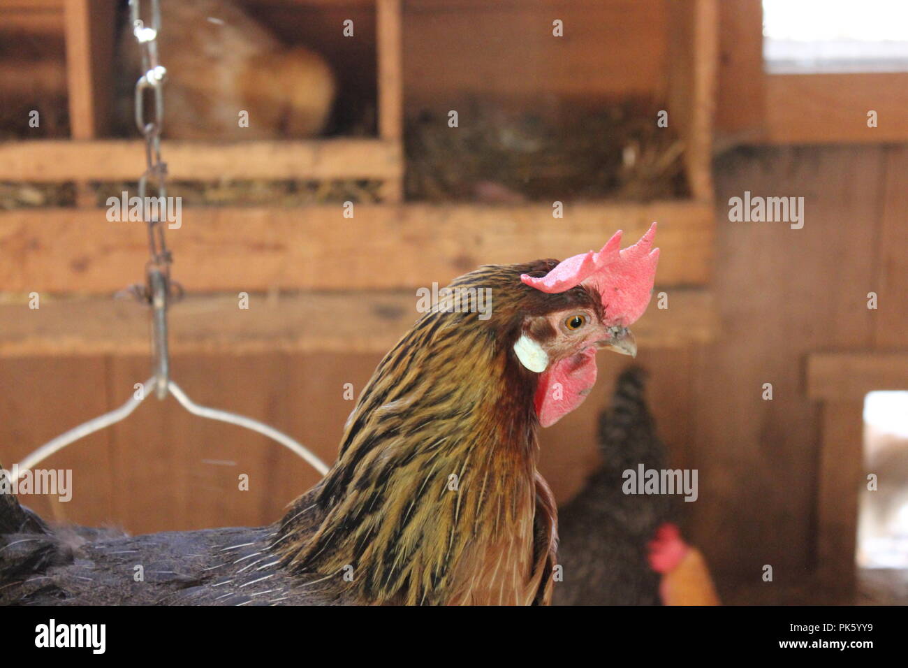Expressive chickens and fowl at the chicken coop Stock Photo - Alamy