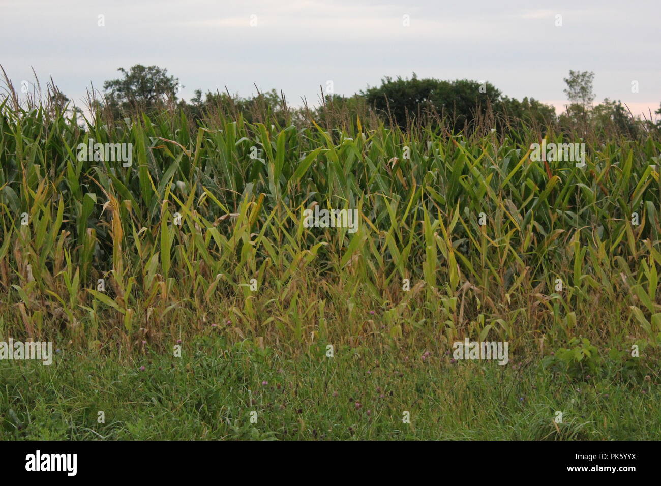 Z mays hi-res stock photography and images - Alamy