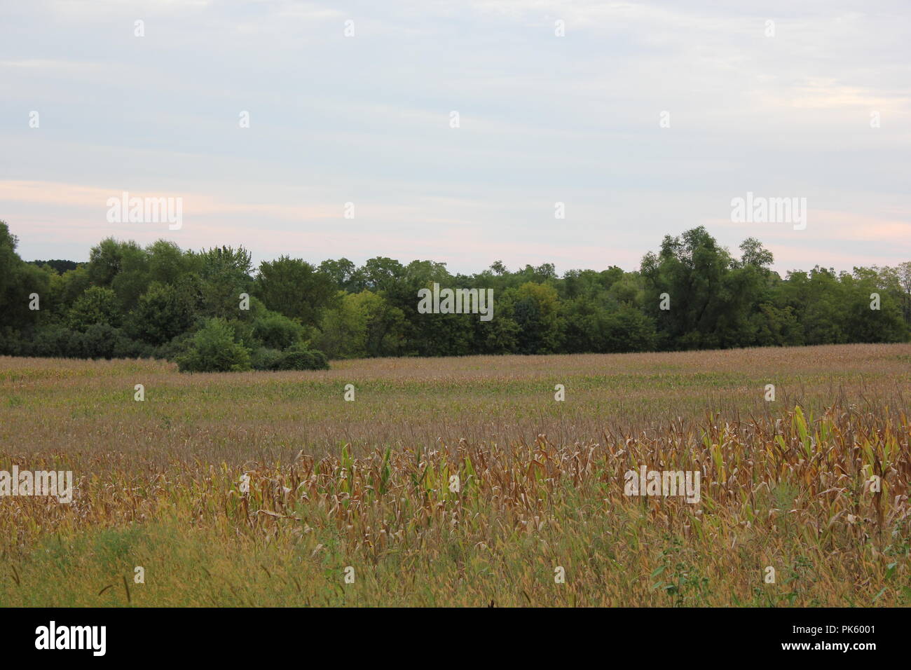 Late summer corn field in rural Marengo, Illinois Stock Photo - Alamy