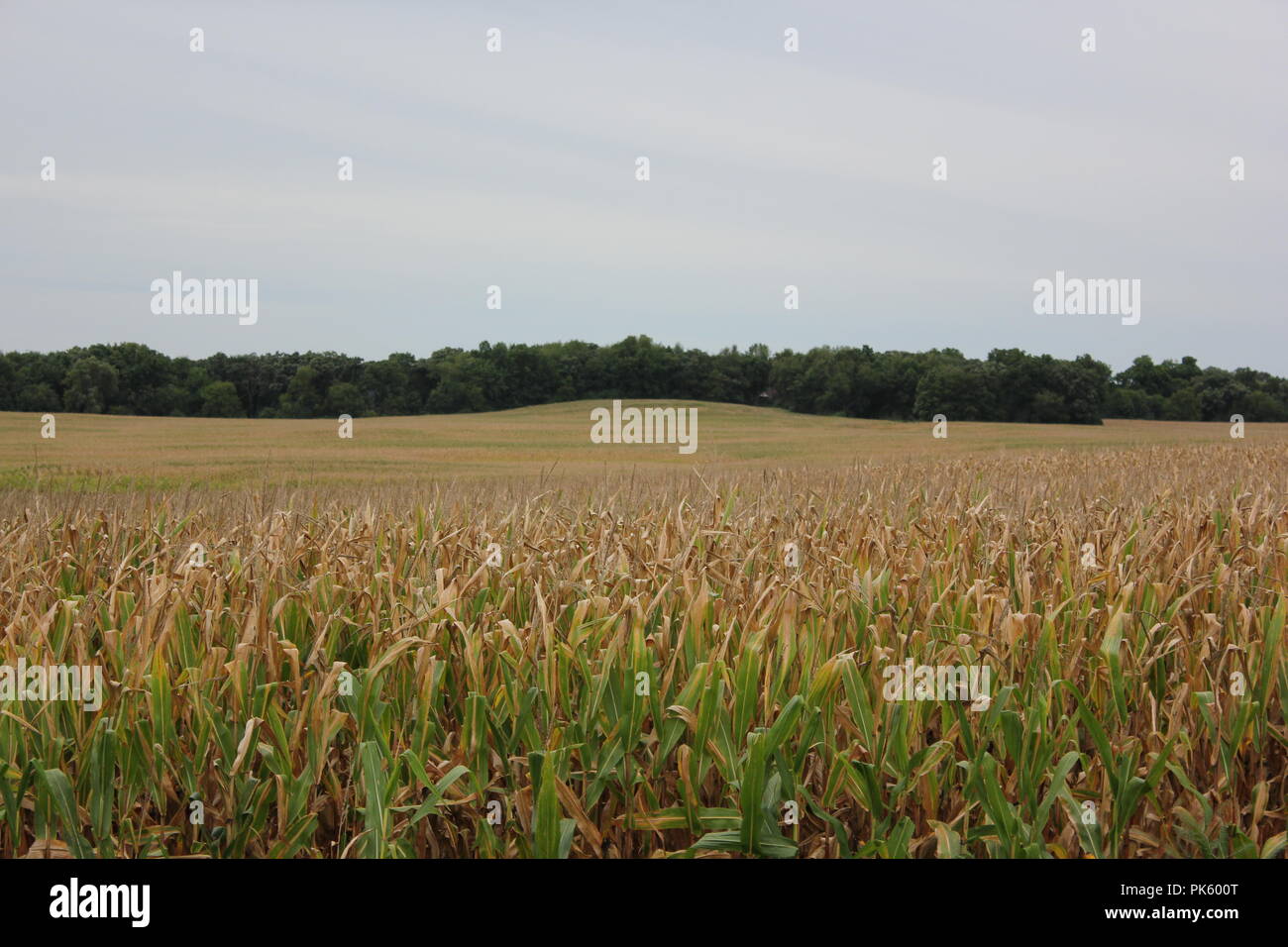 Late summer corn field in rural Marengo, Illinois Stock Photo - Alamy