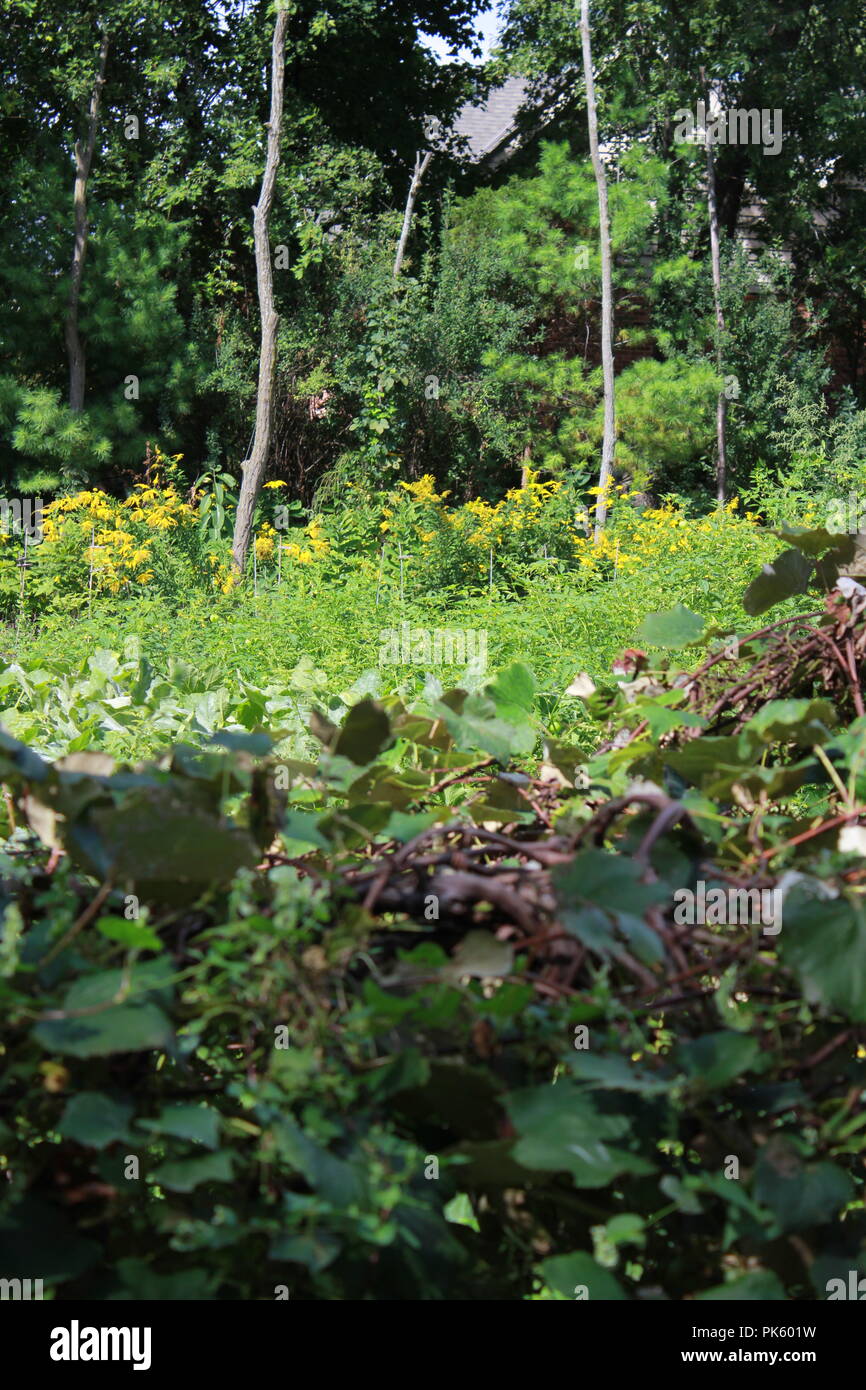 Huge outside farm kitchen garden on a late summer day Stock Photo - Alamy