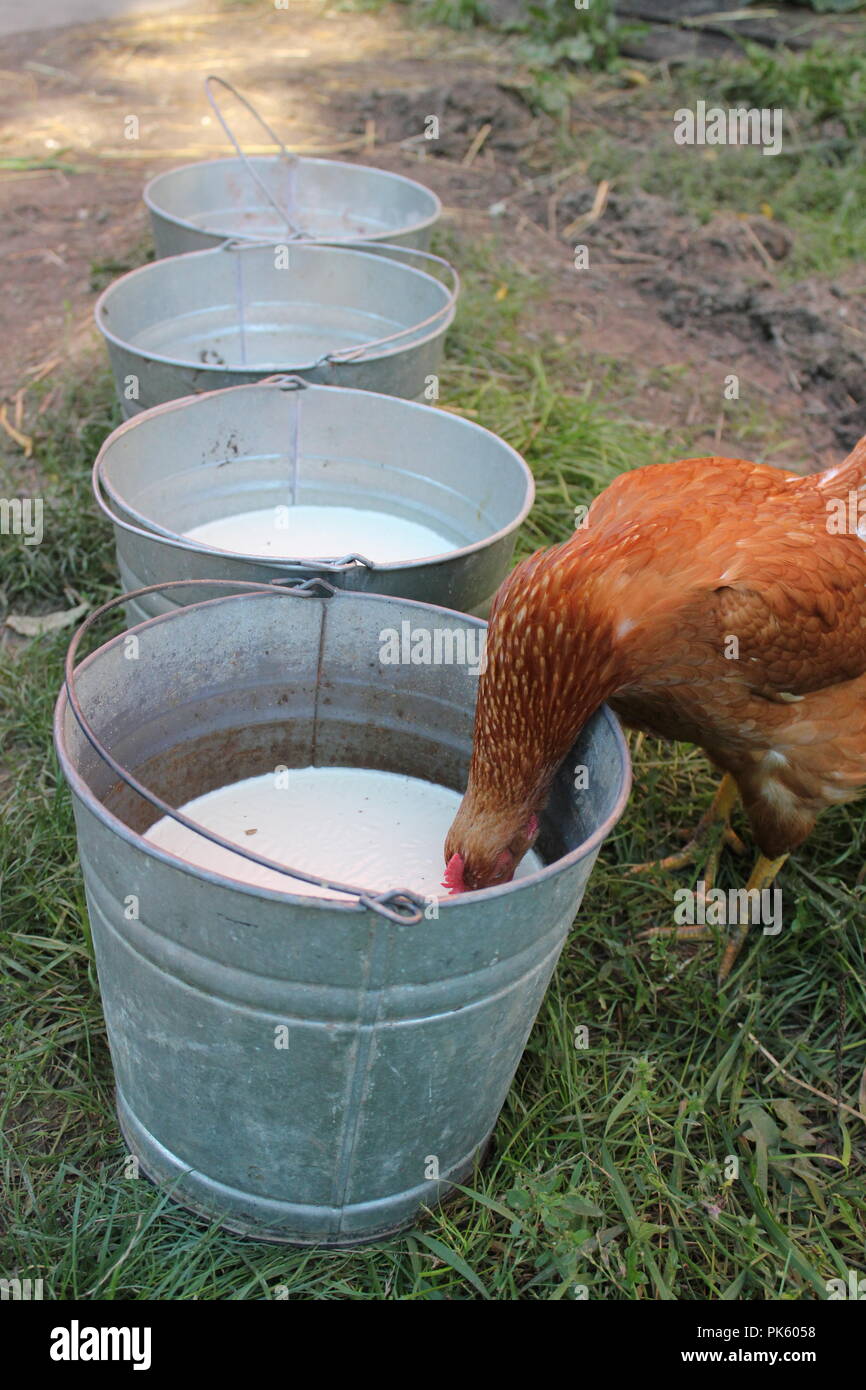 Red domestic chicken drinking fresh unpasteurized milk out of a metal ...