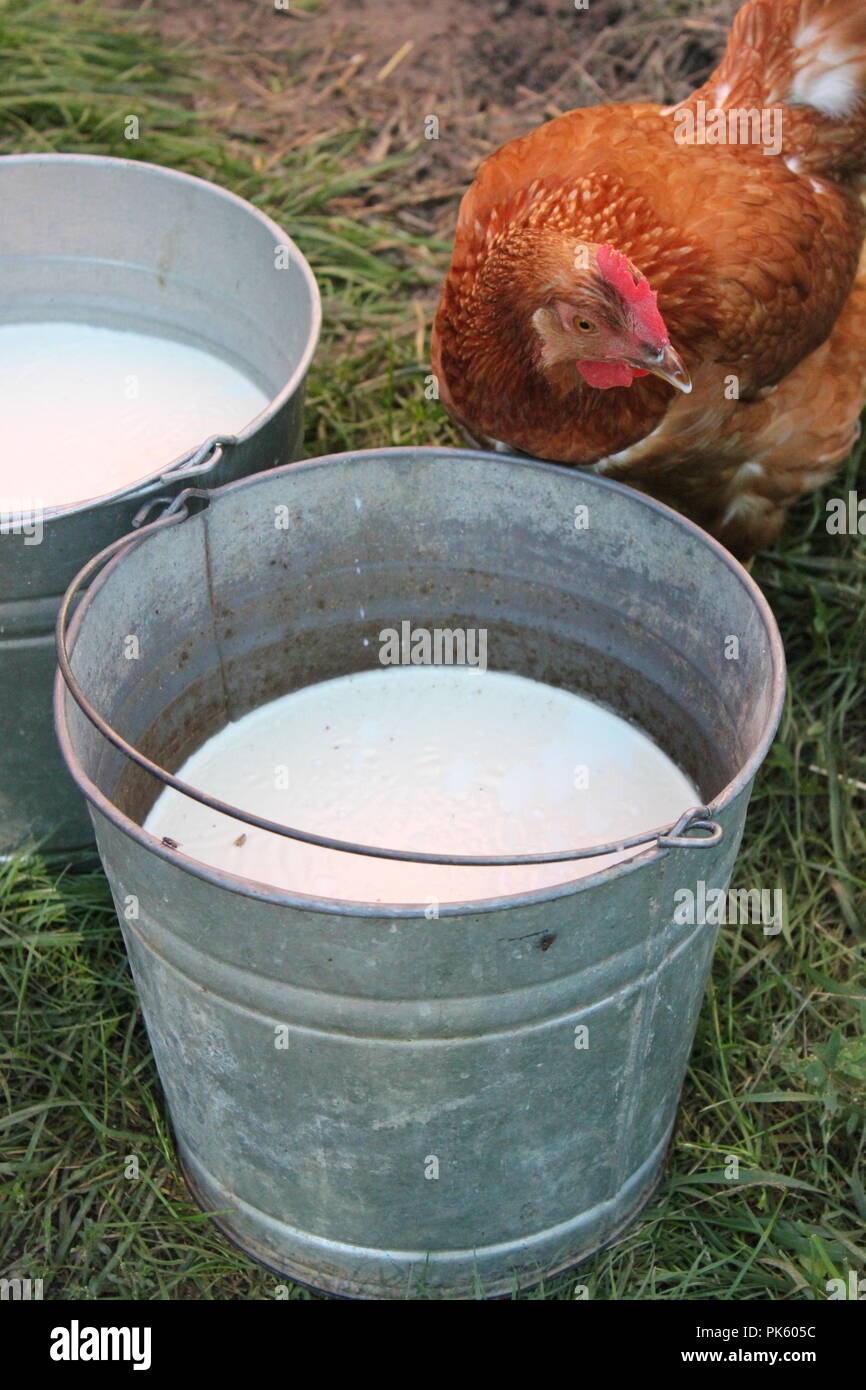 Red domestic chicken drinking fresh unpasteurized milk out of a metal ...