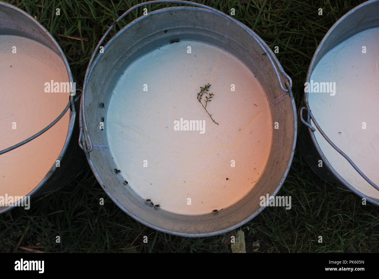 Top view and close-up of a bucket of fresh milk on a late summer day ...