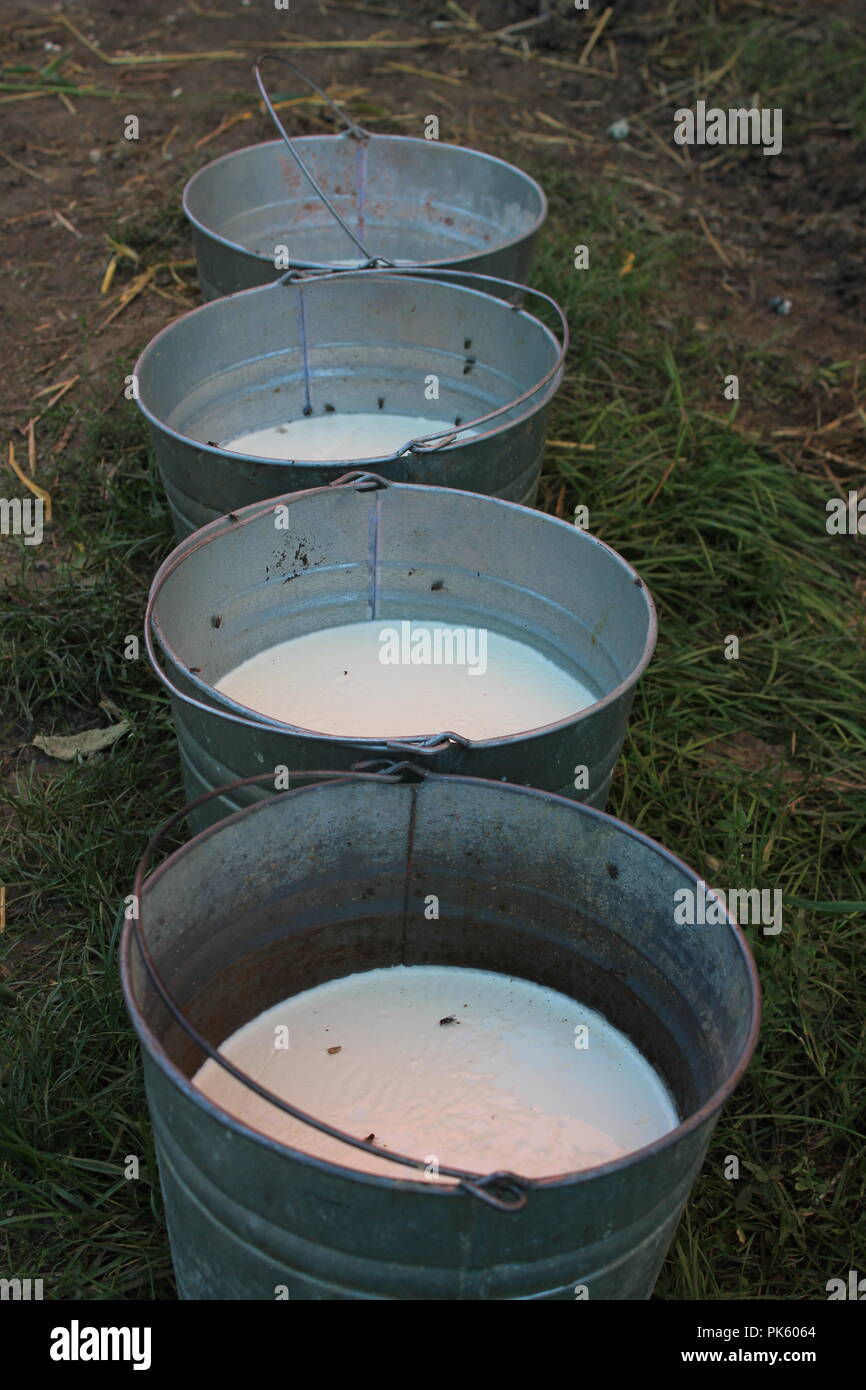 Aluminum pail of fresh milk on a late summer day Stock Photo - Alamy