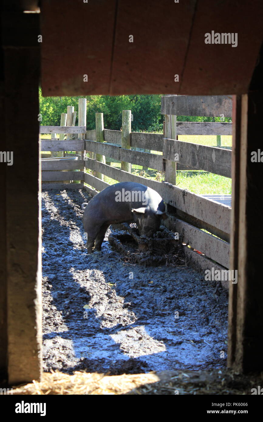 Domestic pigs walking around their muddy pig pen on a late summer day ...