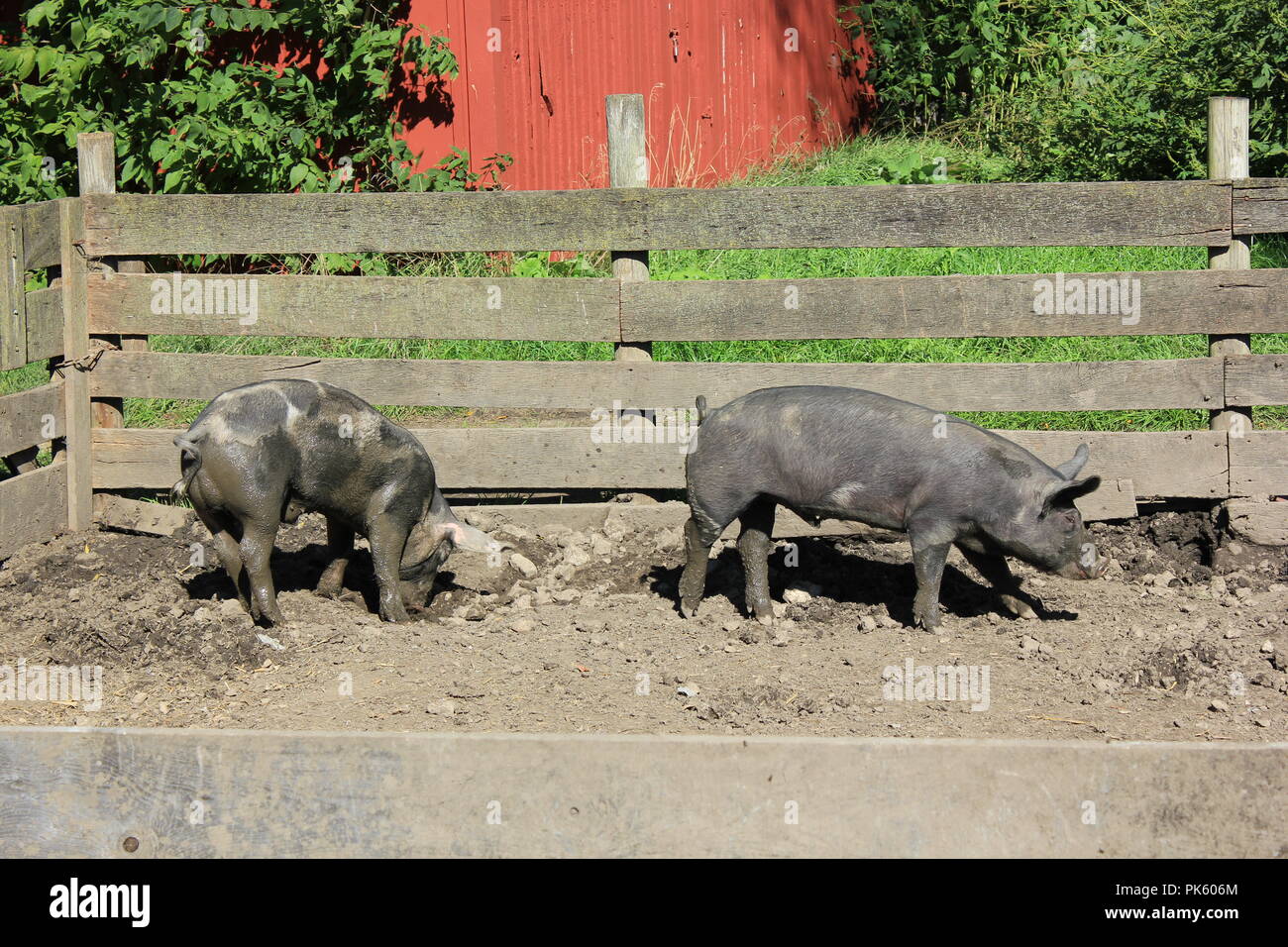 Pig pen hi-res stock photography and images - Alamy