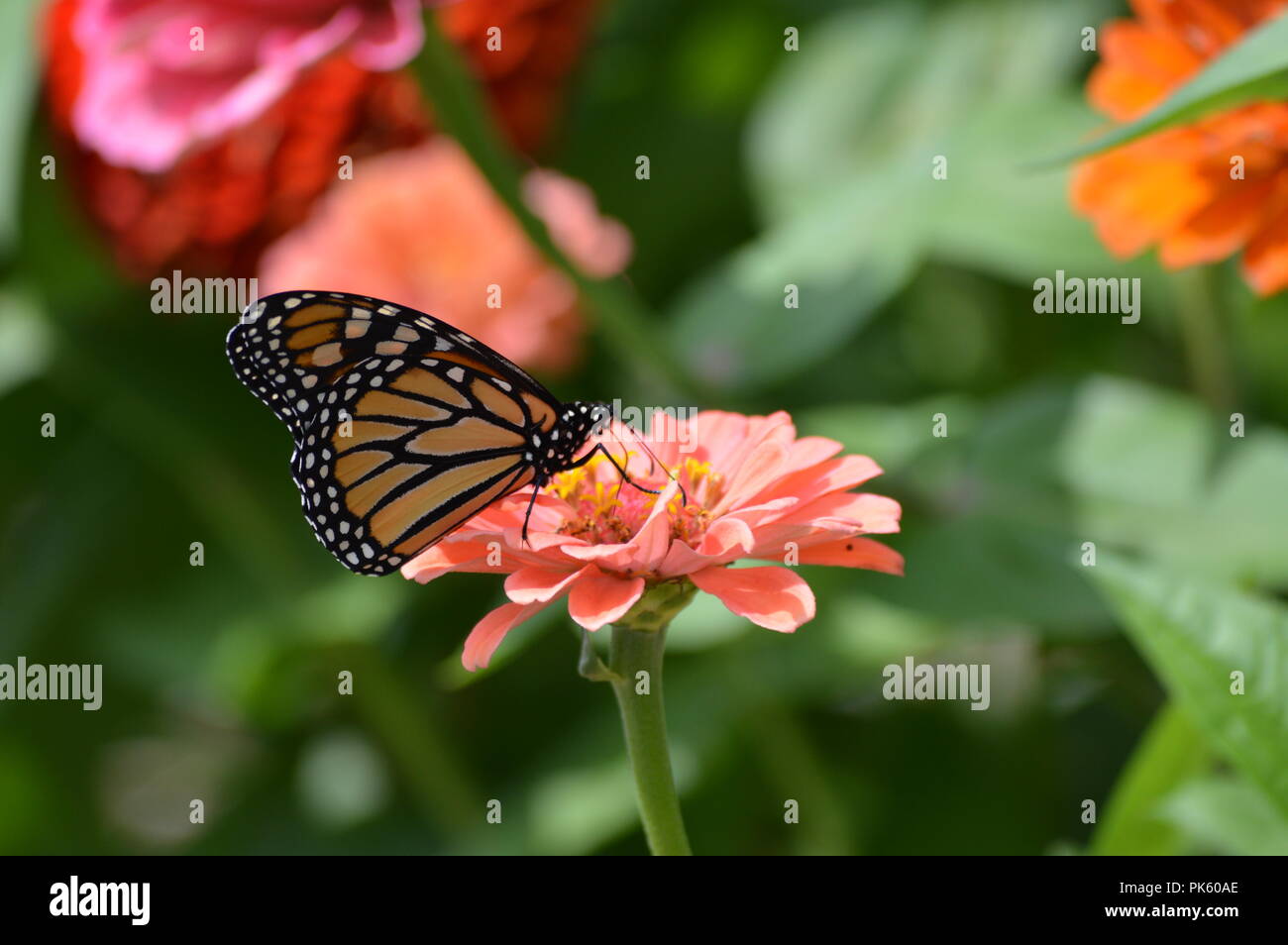 Monarch butterfly in the garden Stock Photo - Alamy