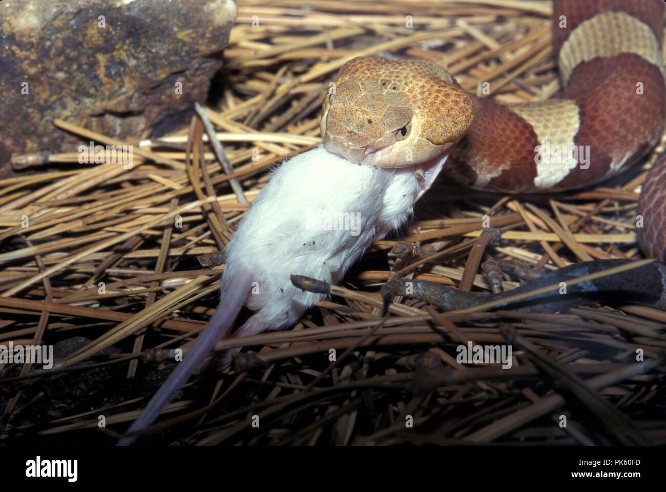 NOT 1085492 COPPERHEAD Agkistrodon contortrix feeding on white mouse ...