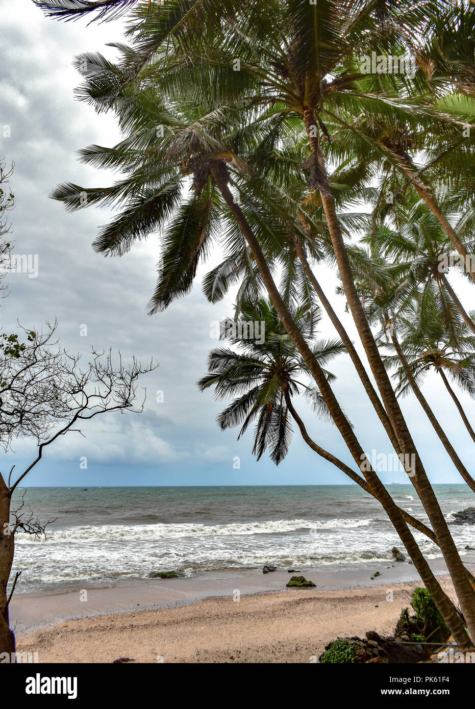 Slanted palm tree hi-res stock photography and images - Alamy