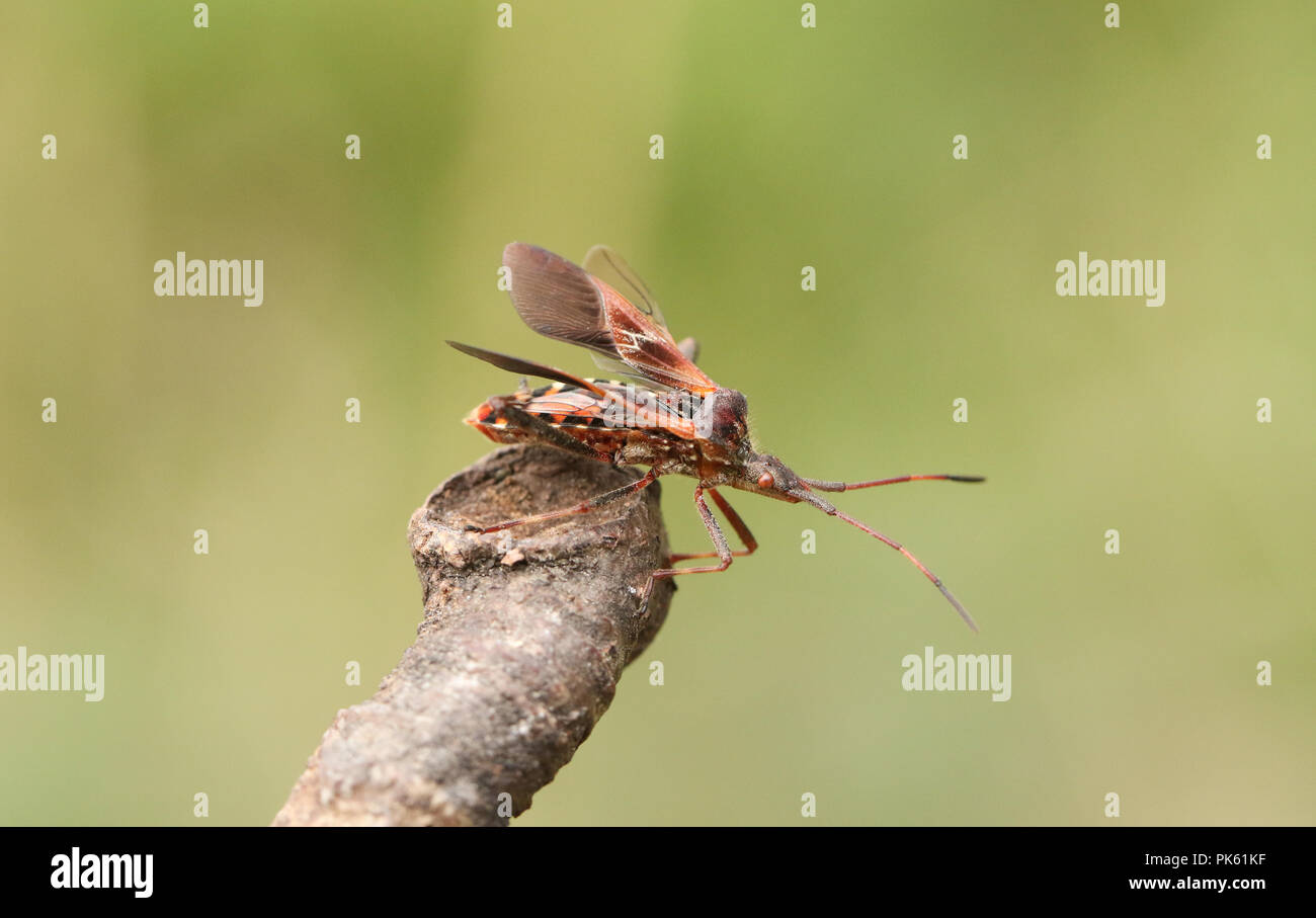 A pretty Western Conifer Seed Bug (Leptoglossus occidentalis) Coreidae ...