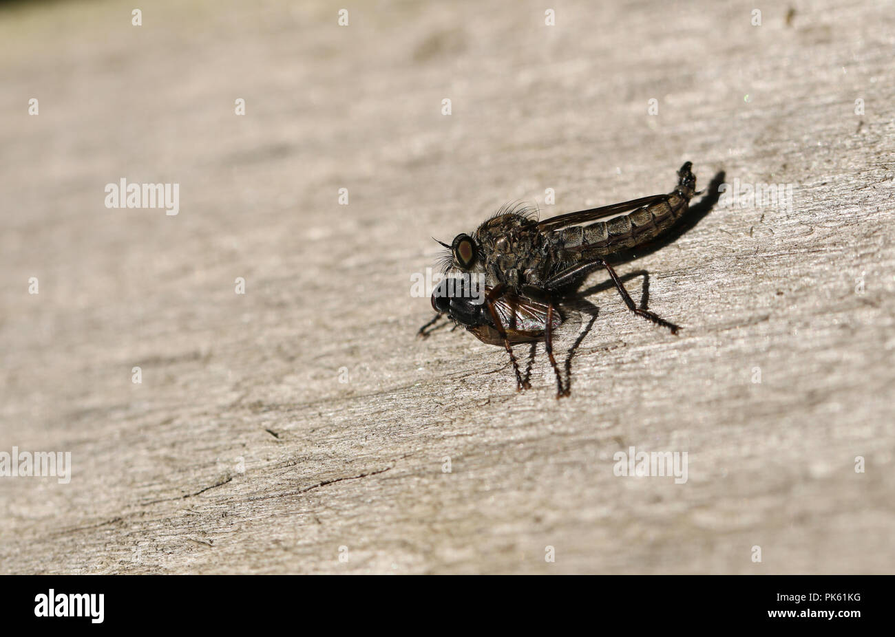 A Common Awl Robberfly (Neoitamus cyanurus) feeding on its prey another ...