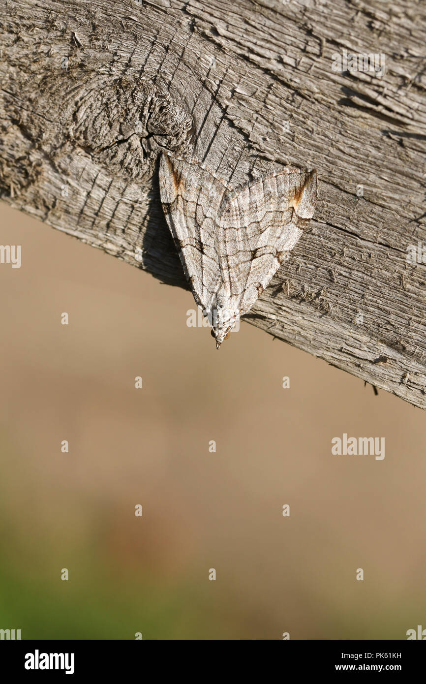 Treble bar moth hi-res stock photography and images - Alamy
