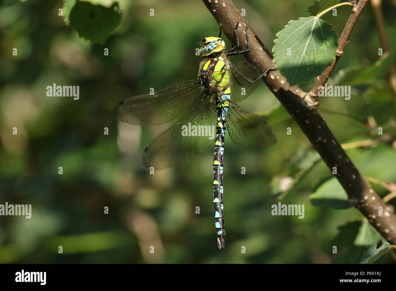 Southern hawker dragonfly image hi-res stock photography and images - Alamy