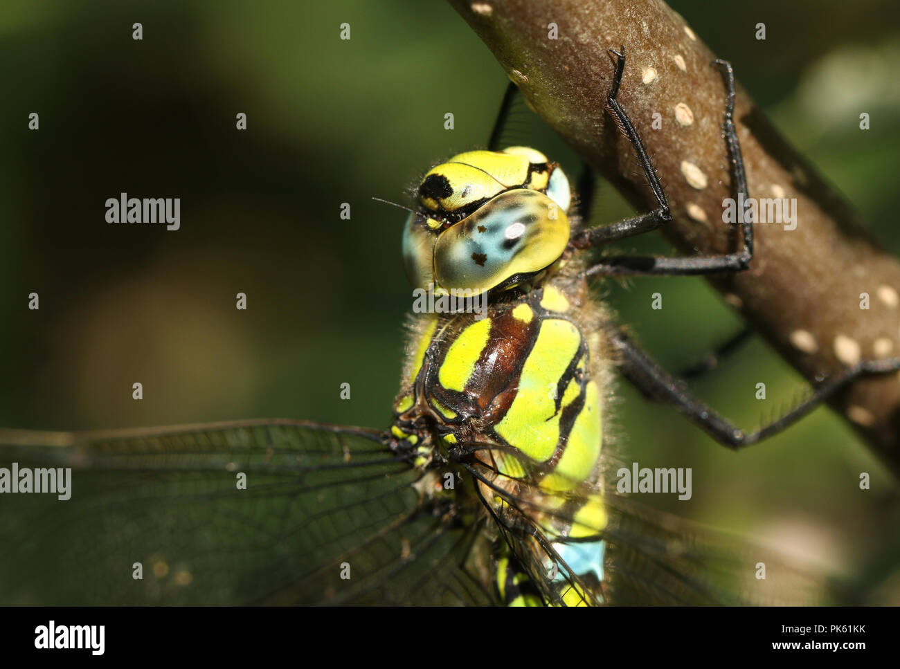 A head shot of a beautiful Southern Hawker Dragonfly (Aeshna cyanea ...