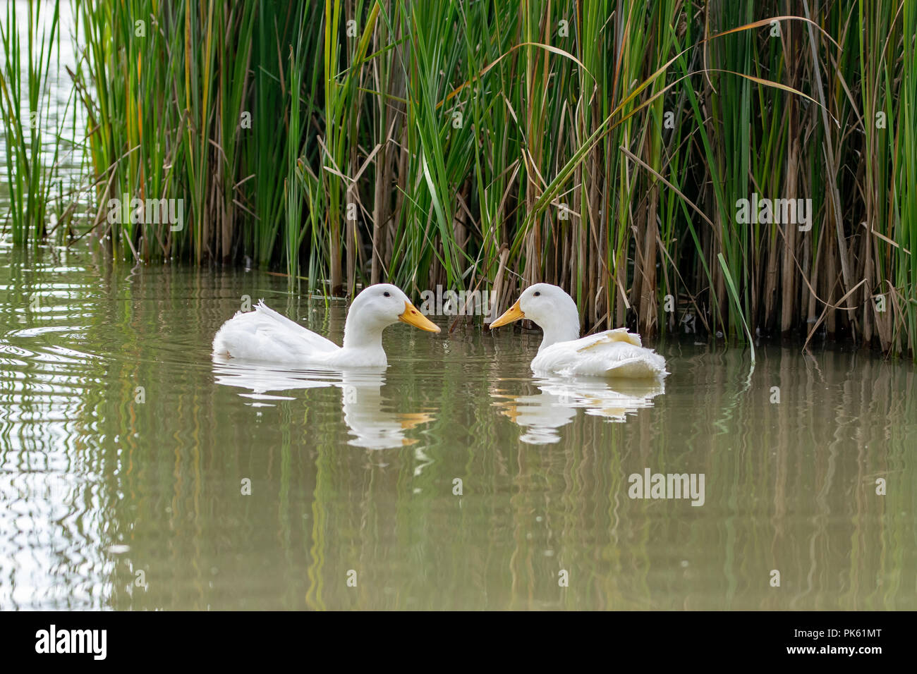 Two Pekin white ducks looking at each other nearly forming a heart ...