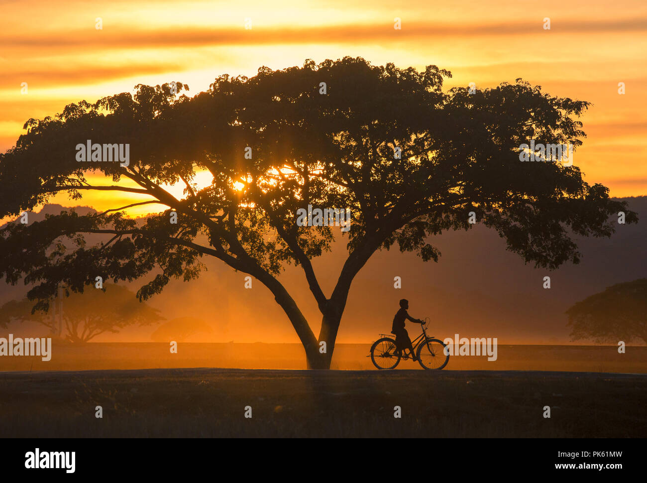 Bicycle at sunset under tree Stock Photo - Alamy