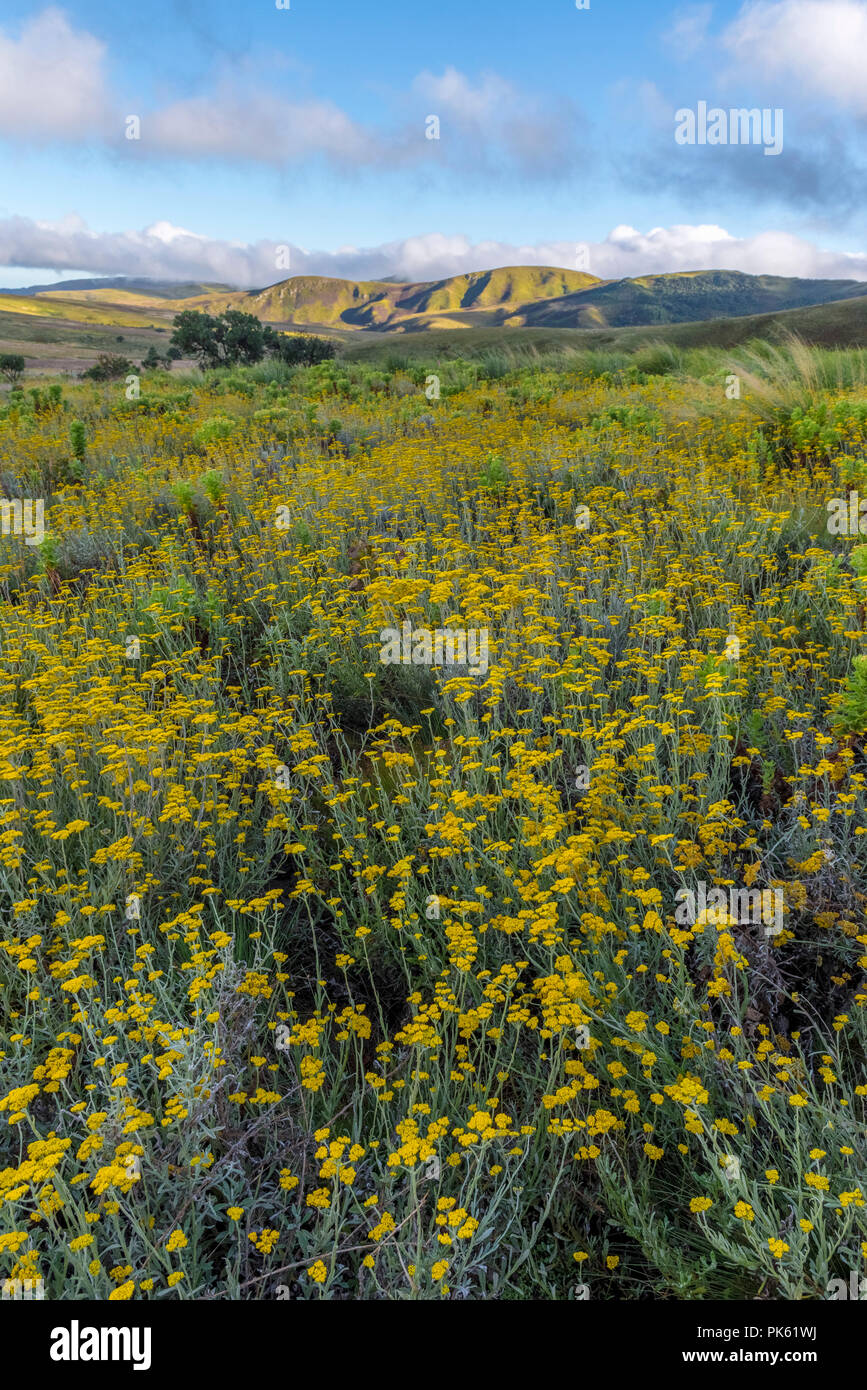 Indigenous flowers hi-res stock photography and images - Alamy