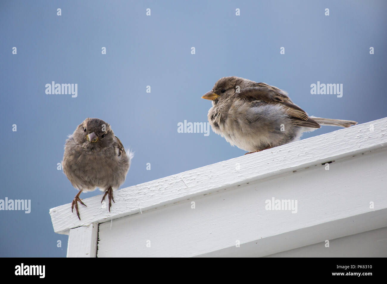 Funny little sparrows hi-res stock photography and images - Alamy