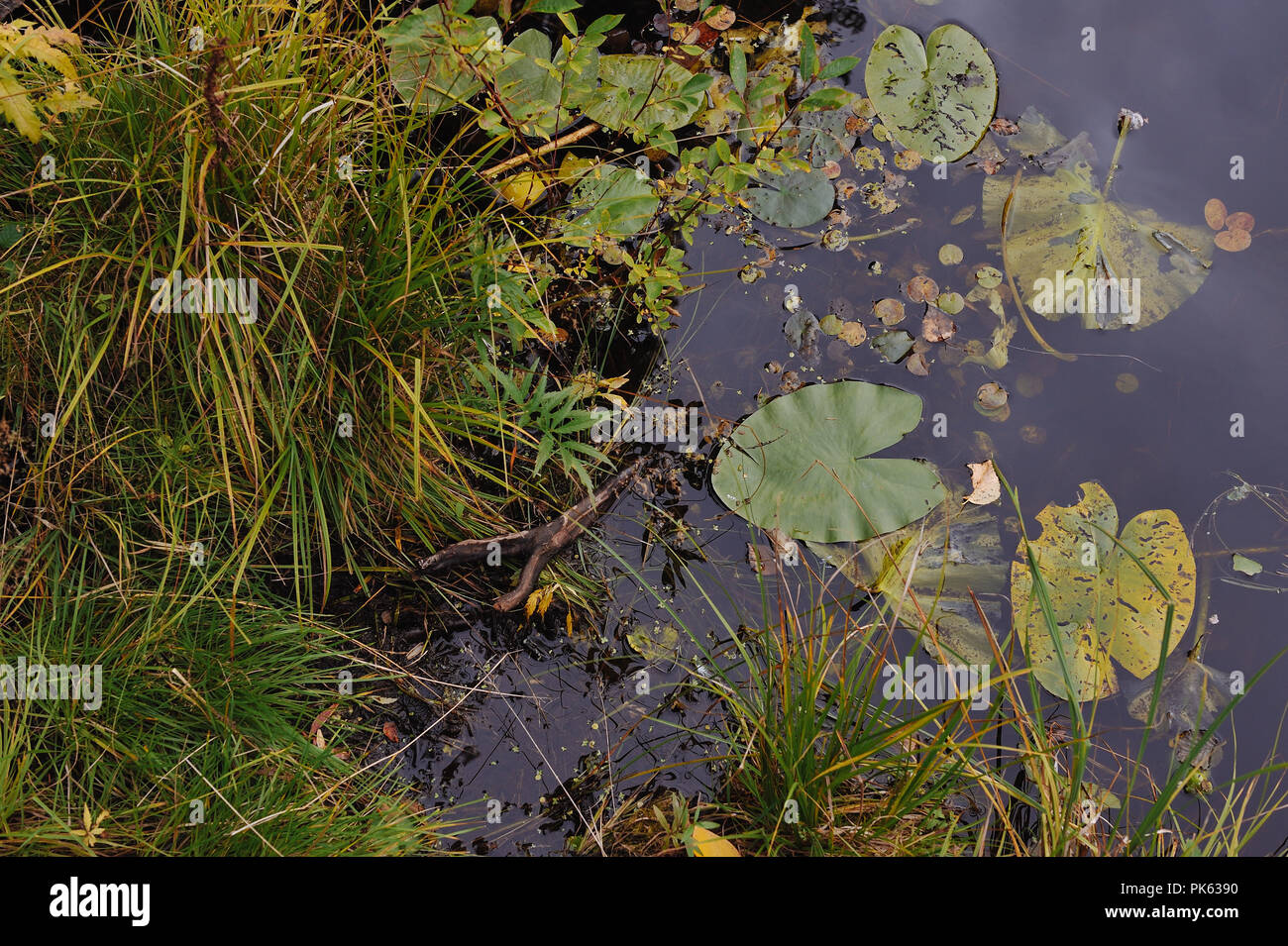 Close up background of the forest lake surface Stock Photo - Alamy