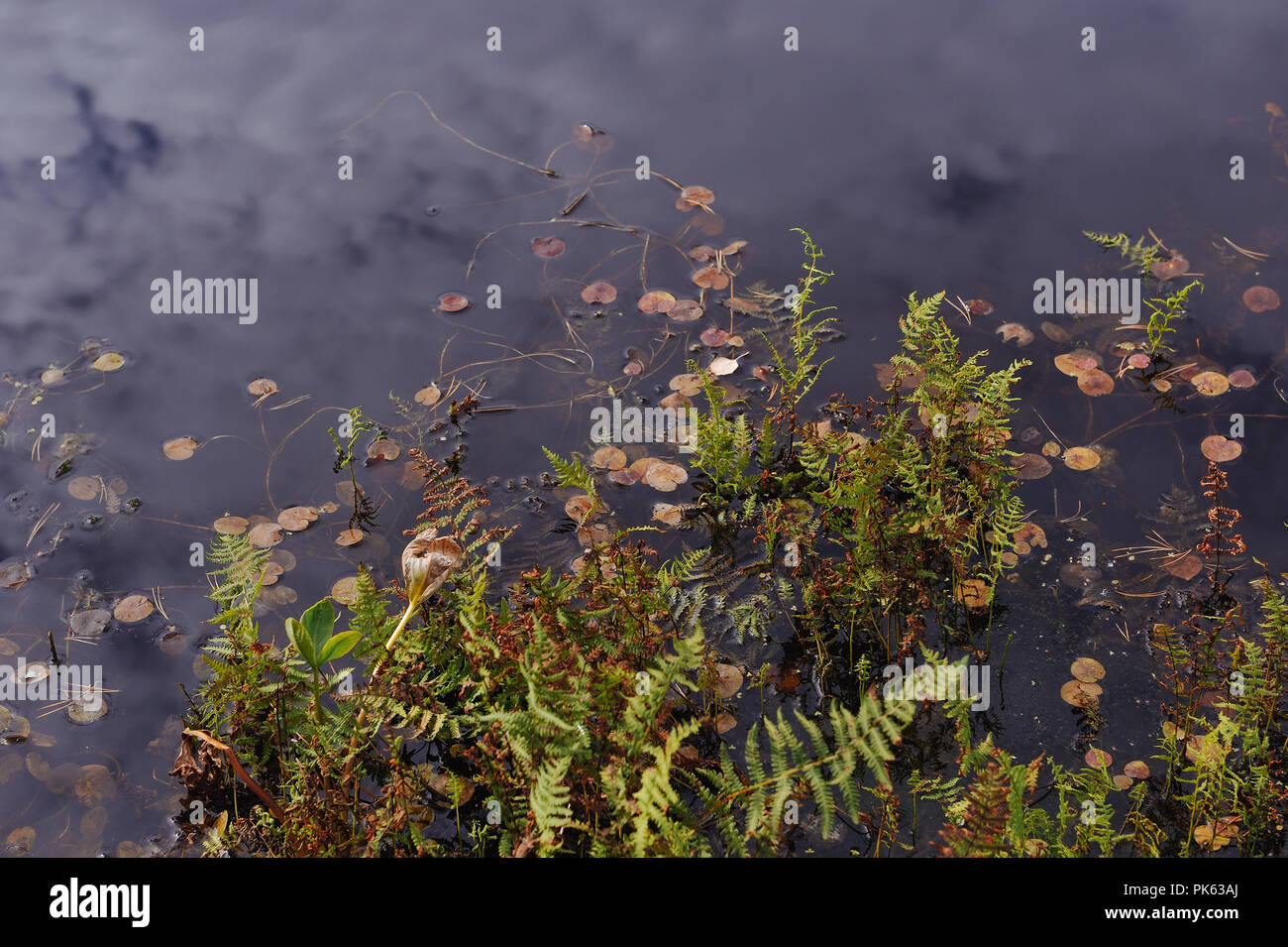 Close up background of the forest lake surface Stock Photo - Alamy