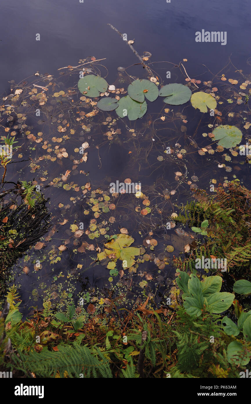 Close up background of the forest lake surface Stock Photo - Alamy