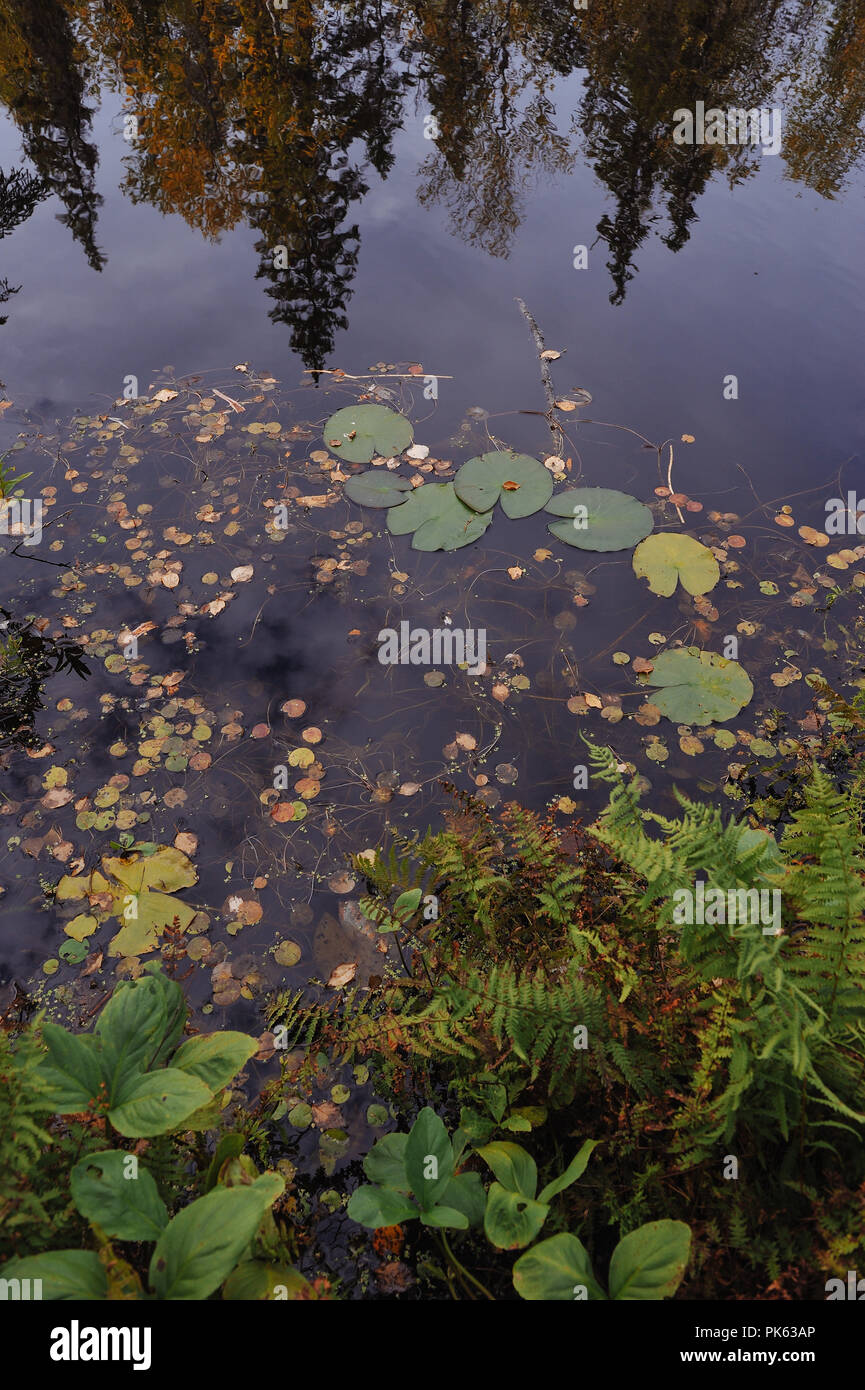 Close up background of the forest lake surface Stock Photo - Alamy