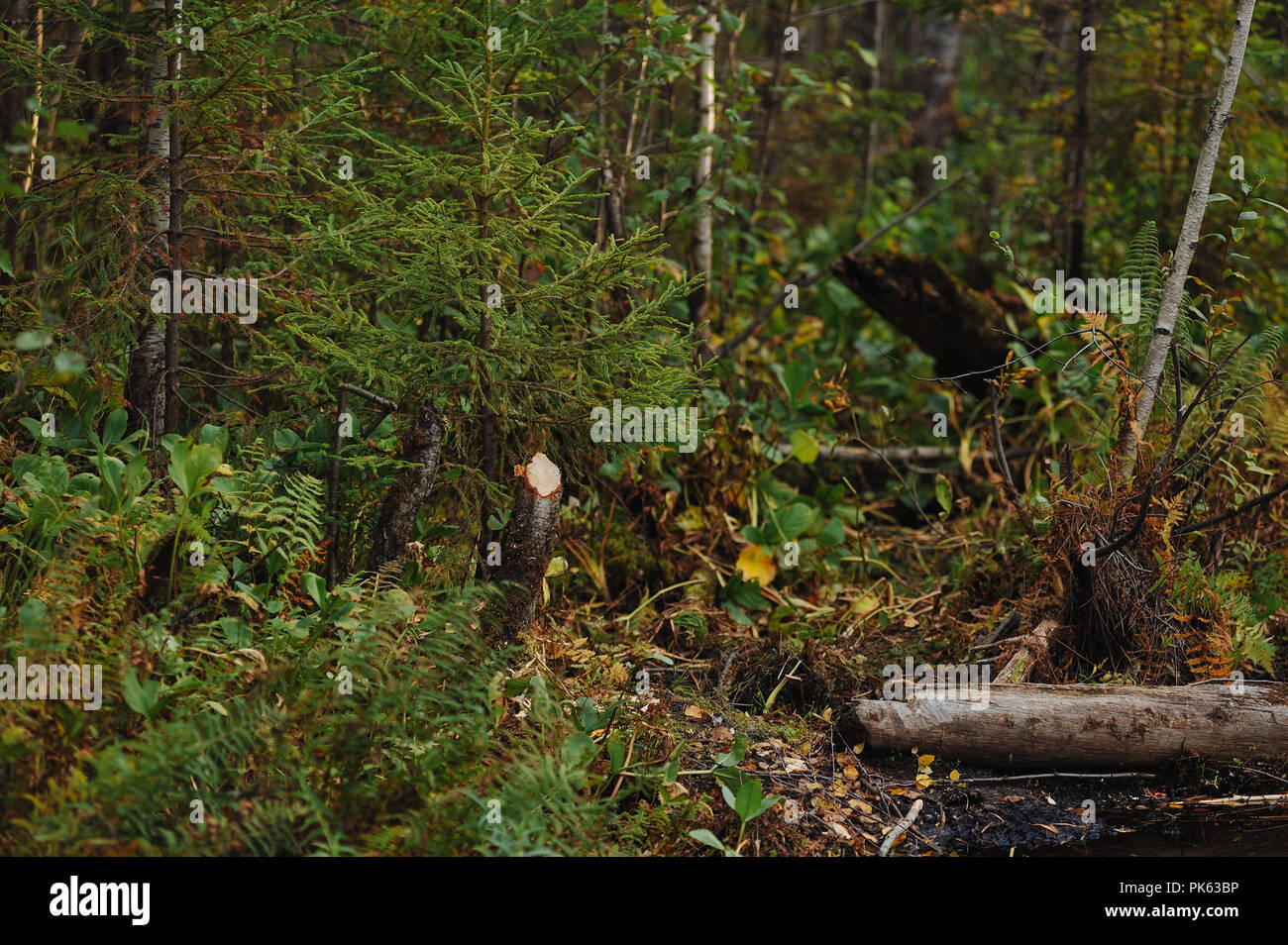 Gnawing damage to trees hi-res stock photography and images - Alamy