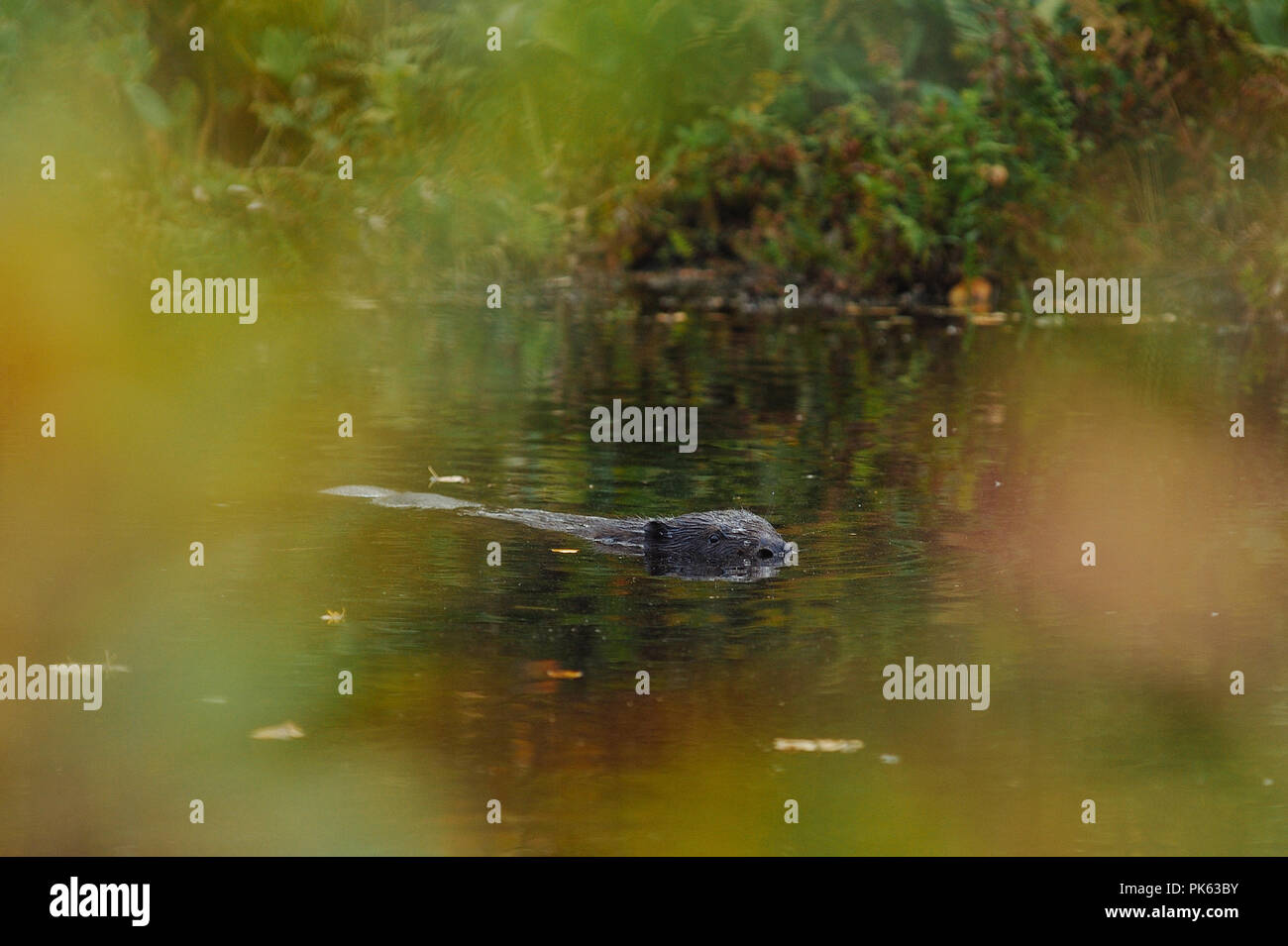 Beaver on the forest lake Stock Photo - Alamy