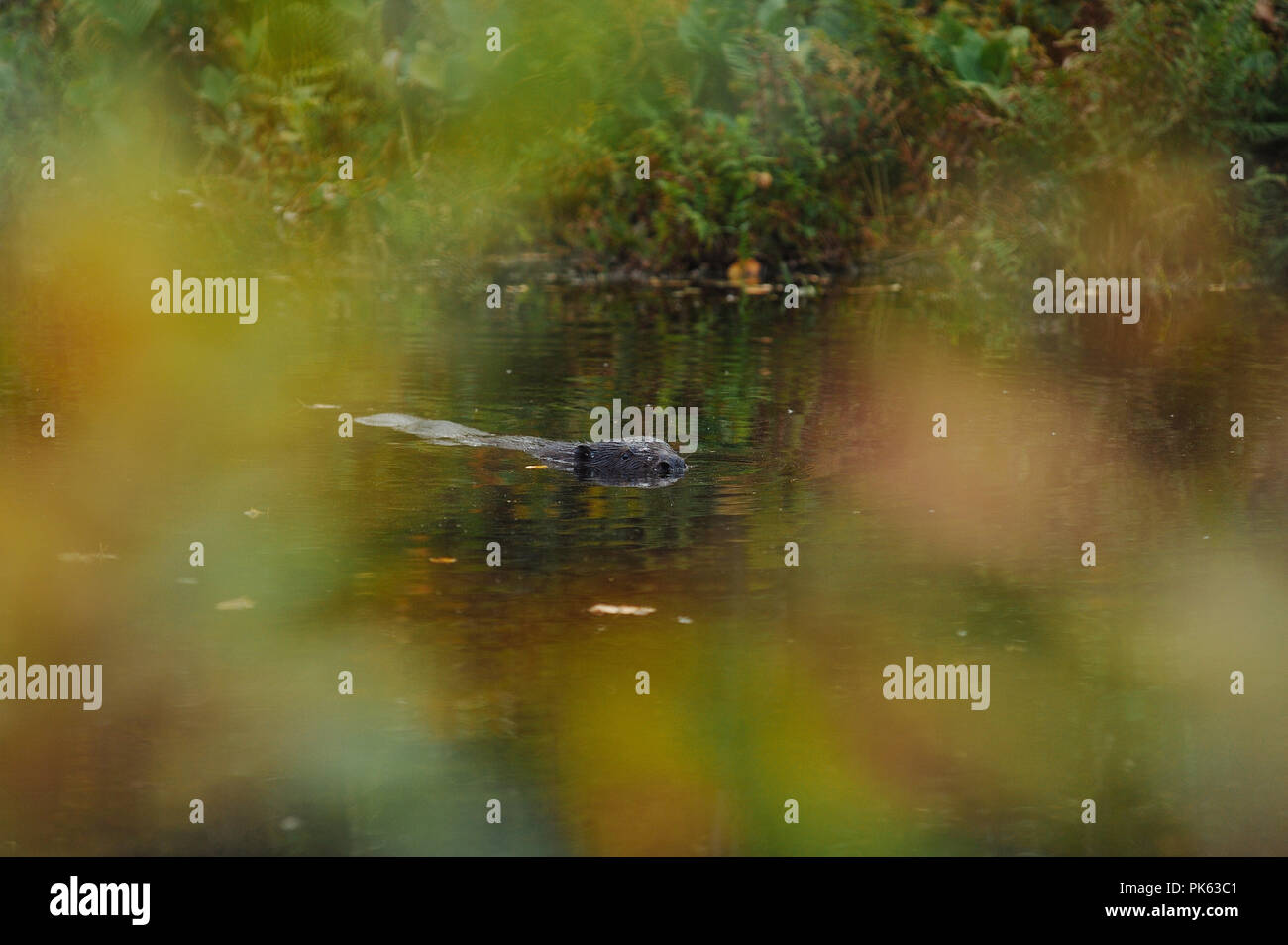 Beaver floating on the surface of a forest lake Stock Photo - Alamy