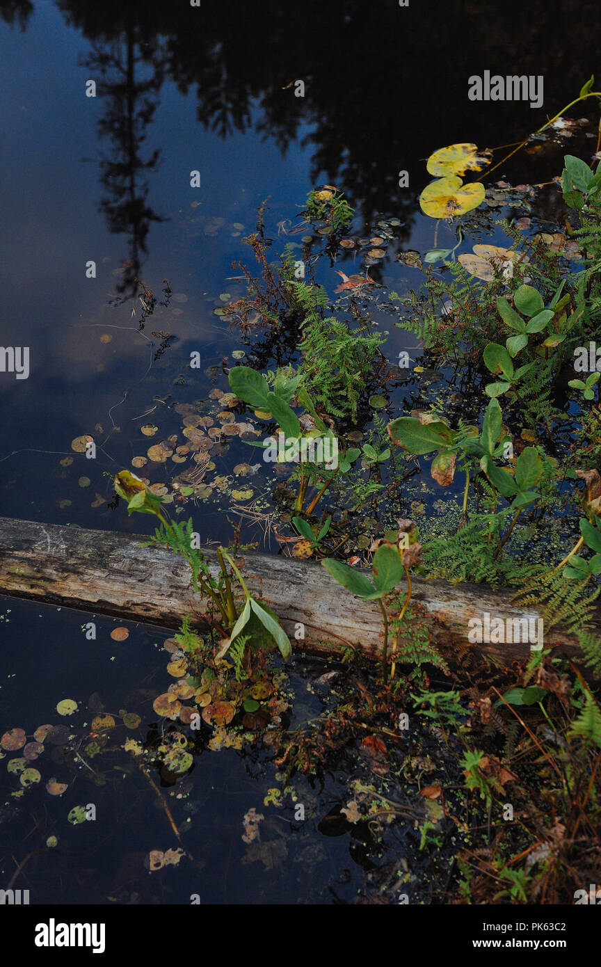 Close up background of the forest lake surface Stock Photo - Alamy