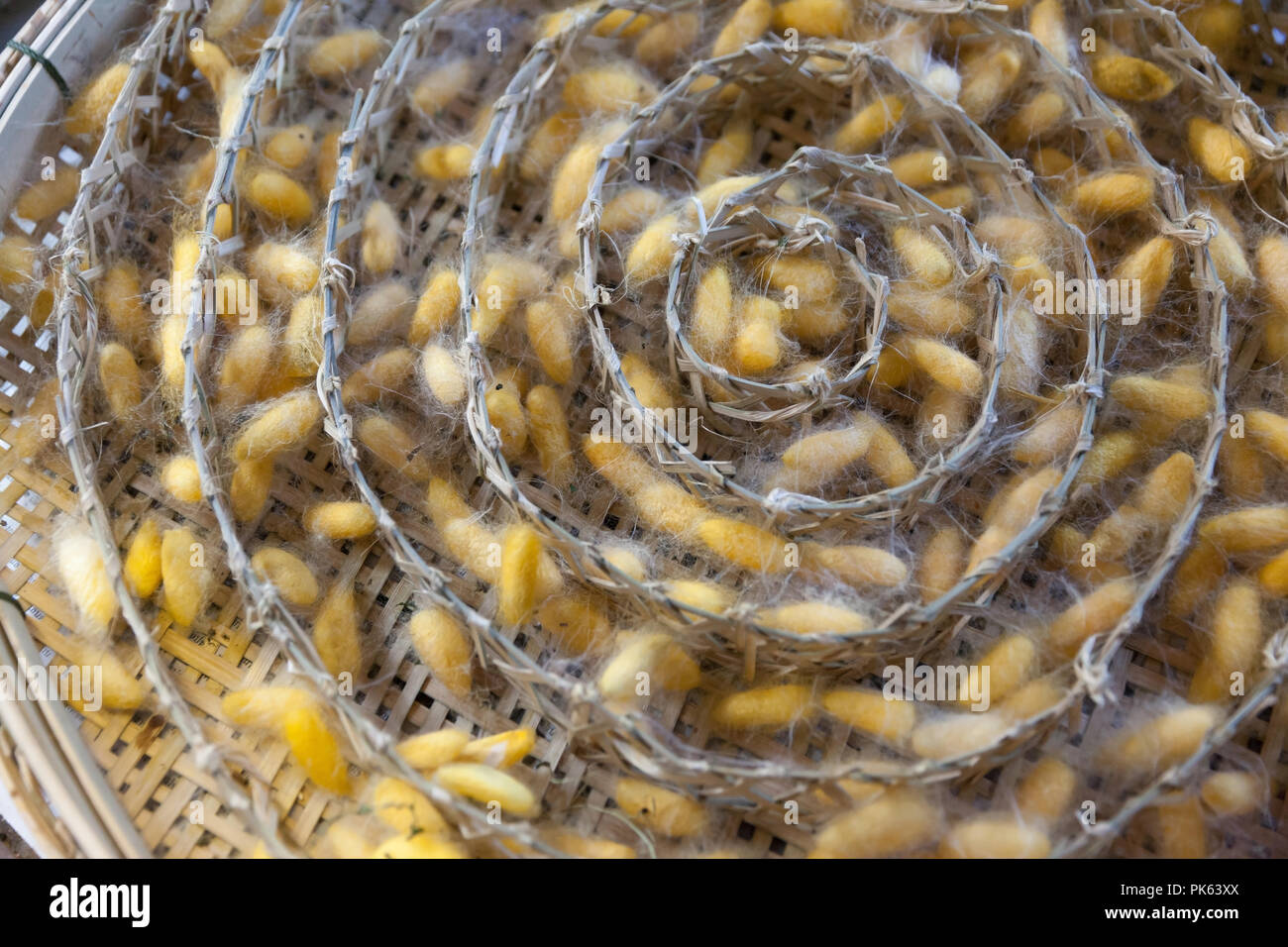 Thread worms hi-res stock photography and images - Alamy