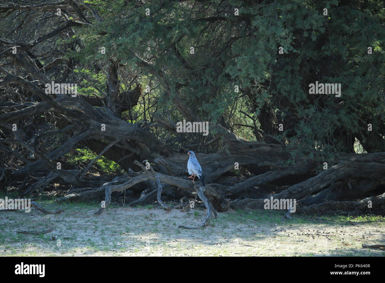 eagle on the tree in namibia Stock Photo - Alamy
