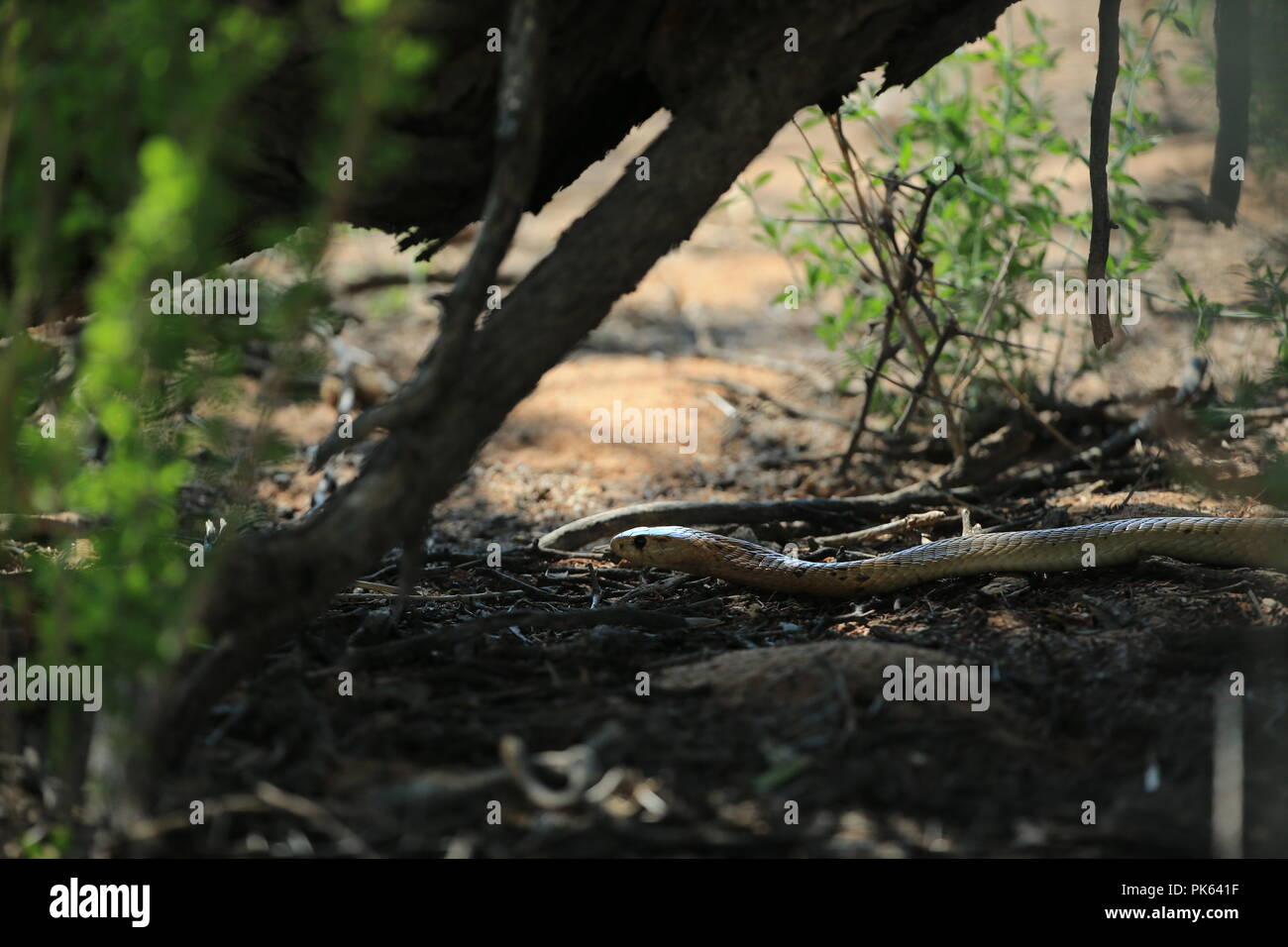 snake in savannah in namibia Stock Photo - Alamy
