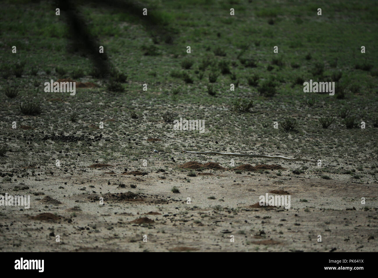 snake in savannah in namibia Stock Photo - Alamy