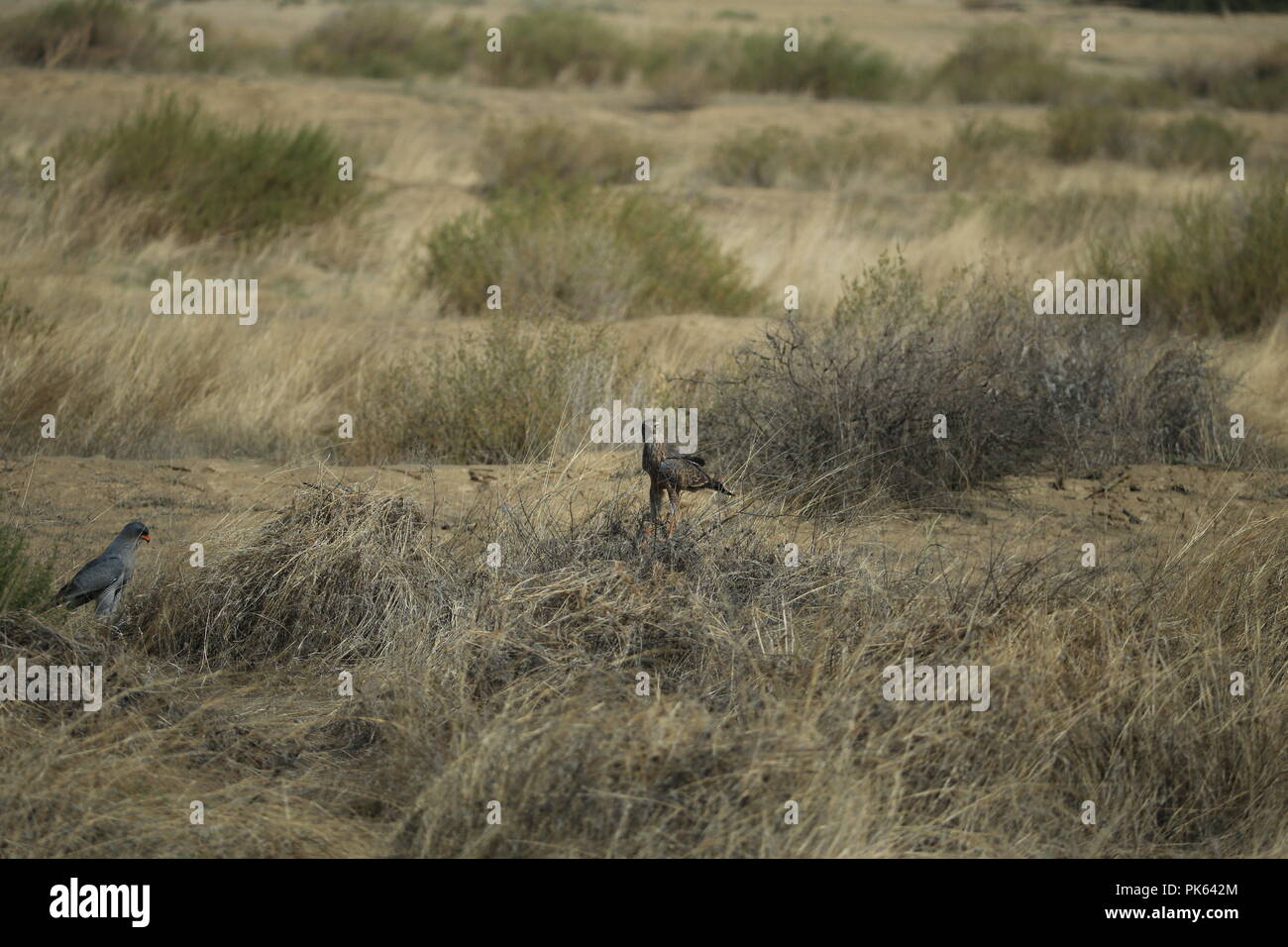 secretary bird in savannah in Namibia Stock Photo - Alamy
