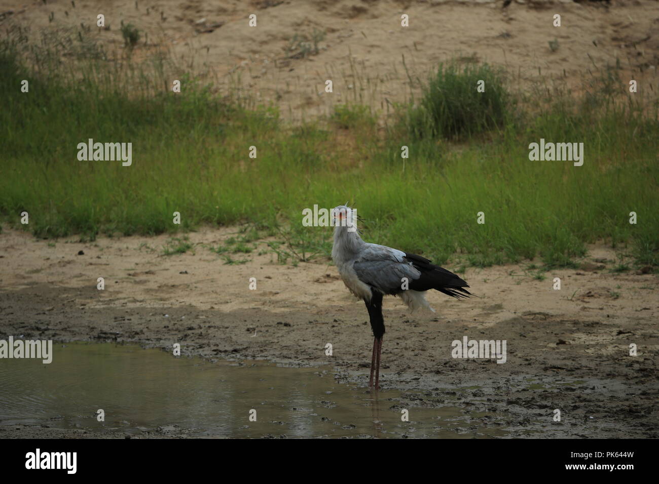 secretary bird in savannah in Namibia Stock Photo - Alamy