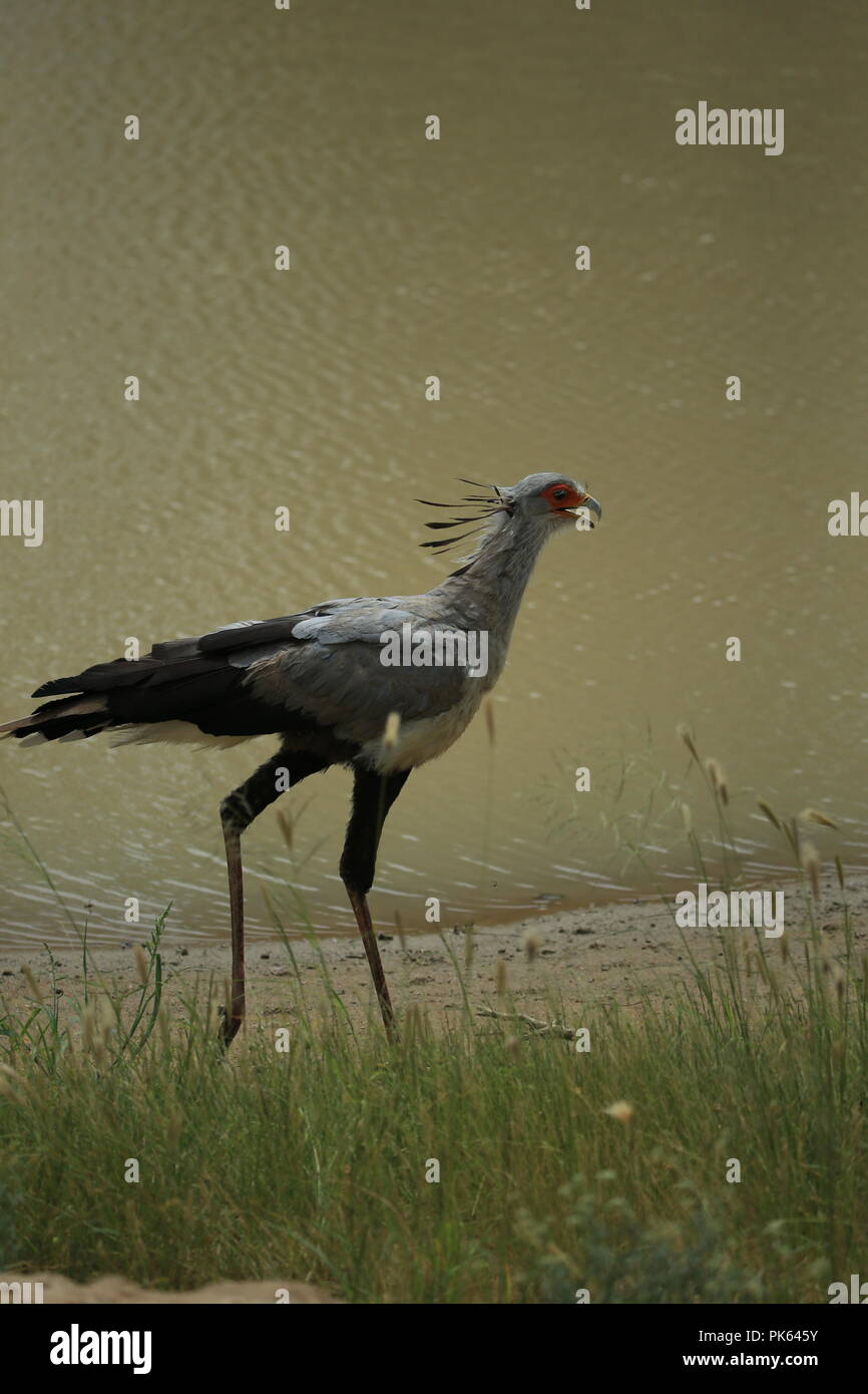 secretary bird in savannah in Namibia Stock Photo - Alamy