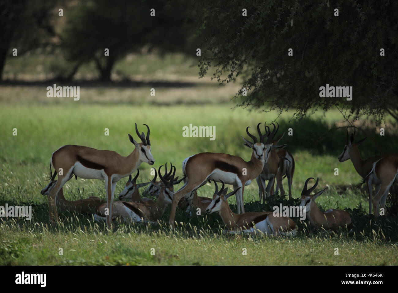 group of impala in namibia Stock Photo - Alamy