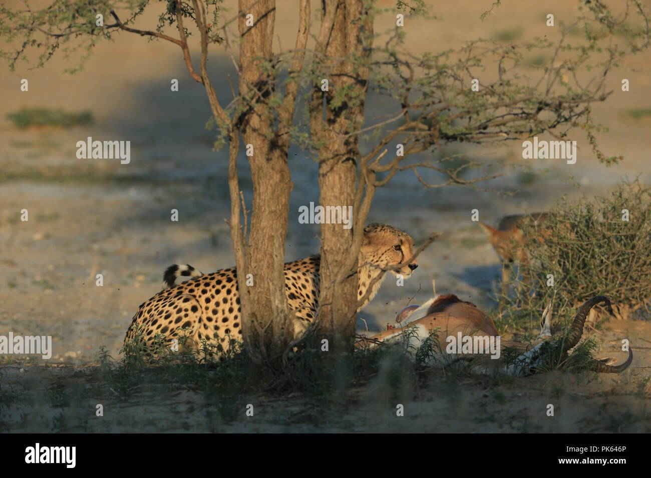 cheetah is hunting in savannah Stock Photo - Alamy